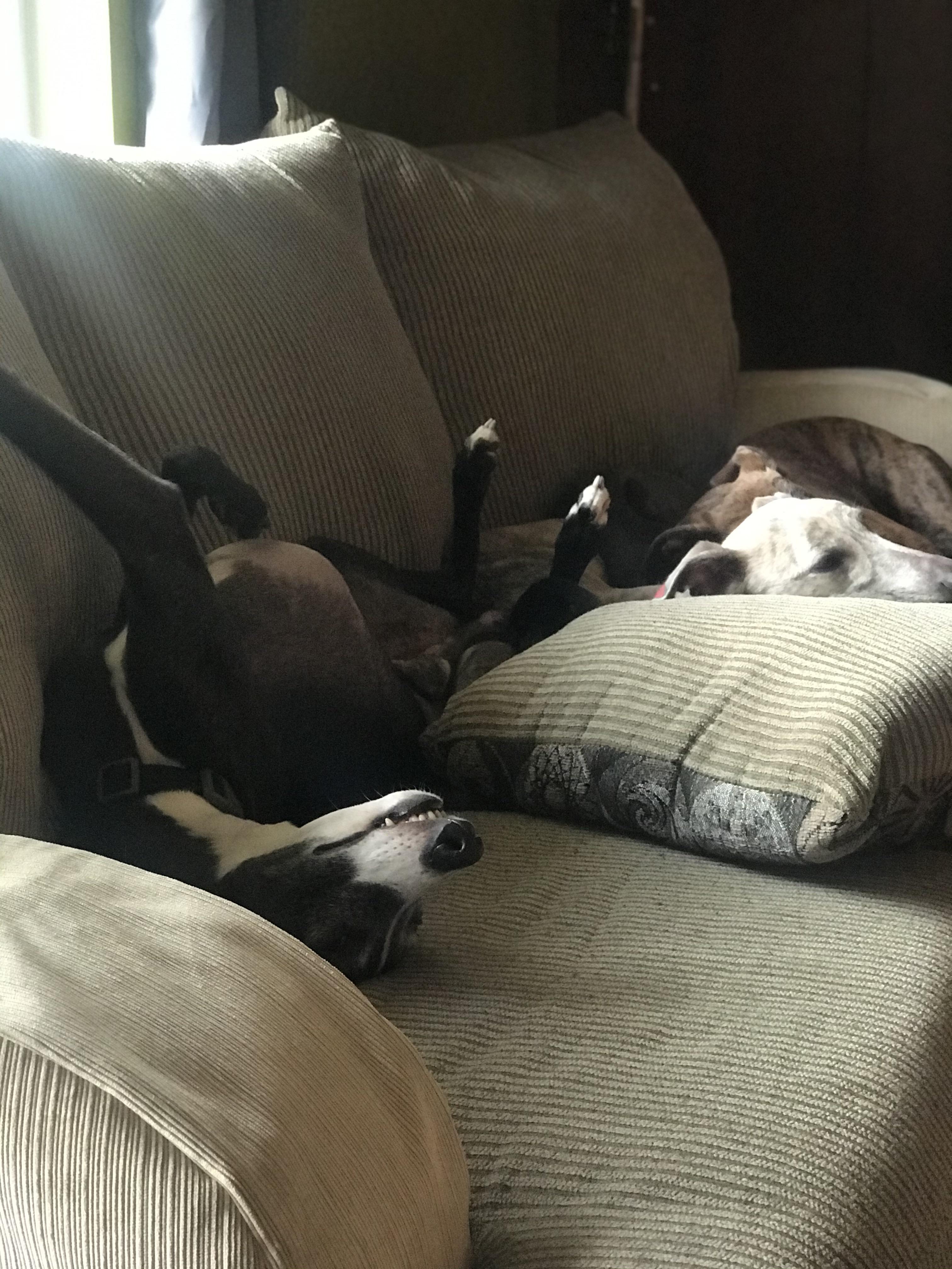 Lazy couch dogs. | Scrolller