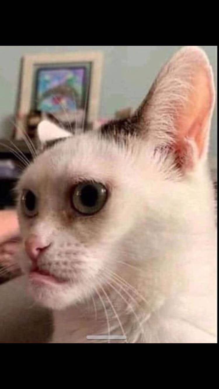 Le gato maxo | Scrolller