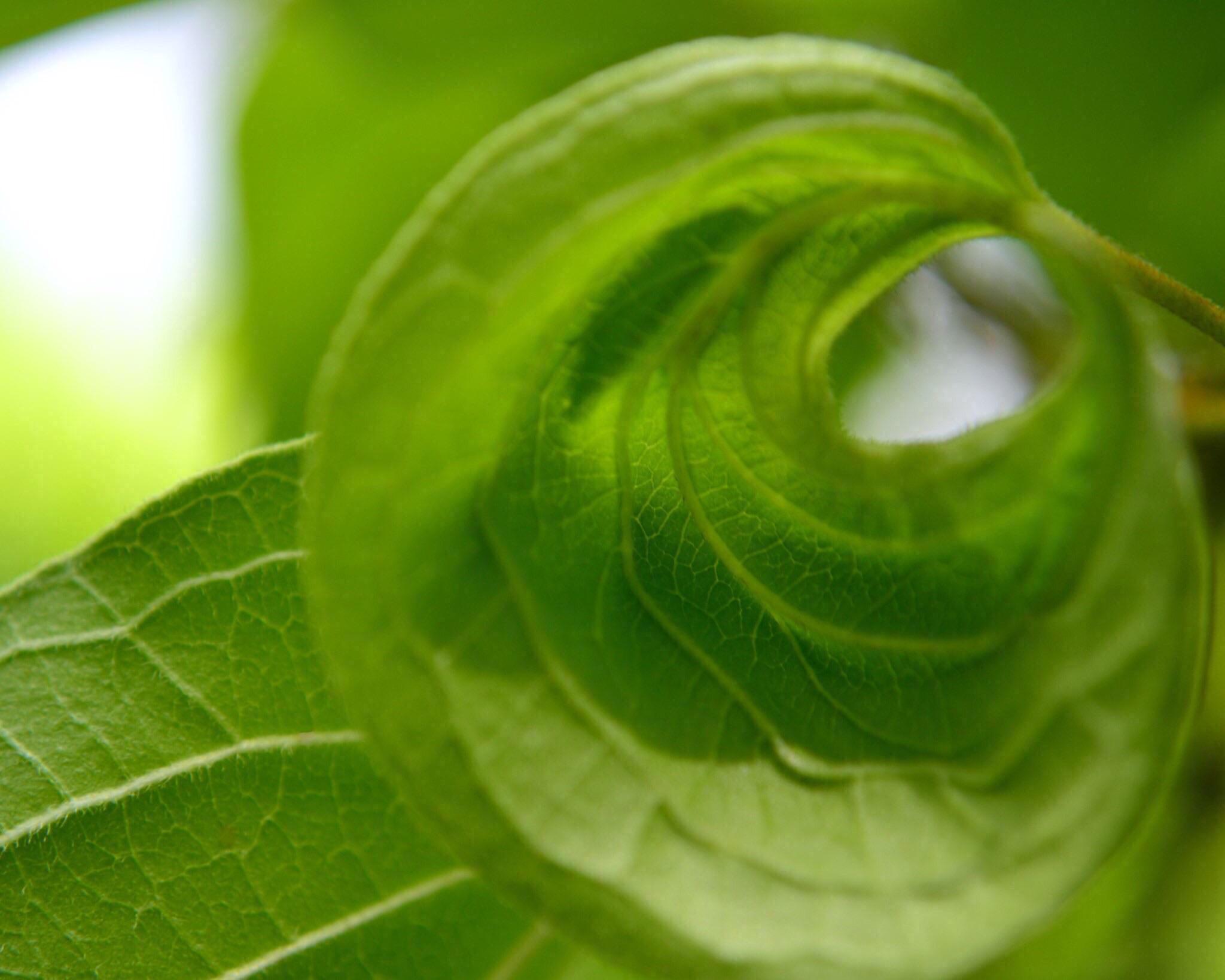 Leaf curl | Scrolller