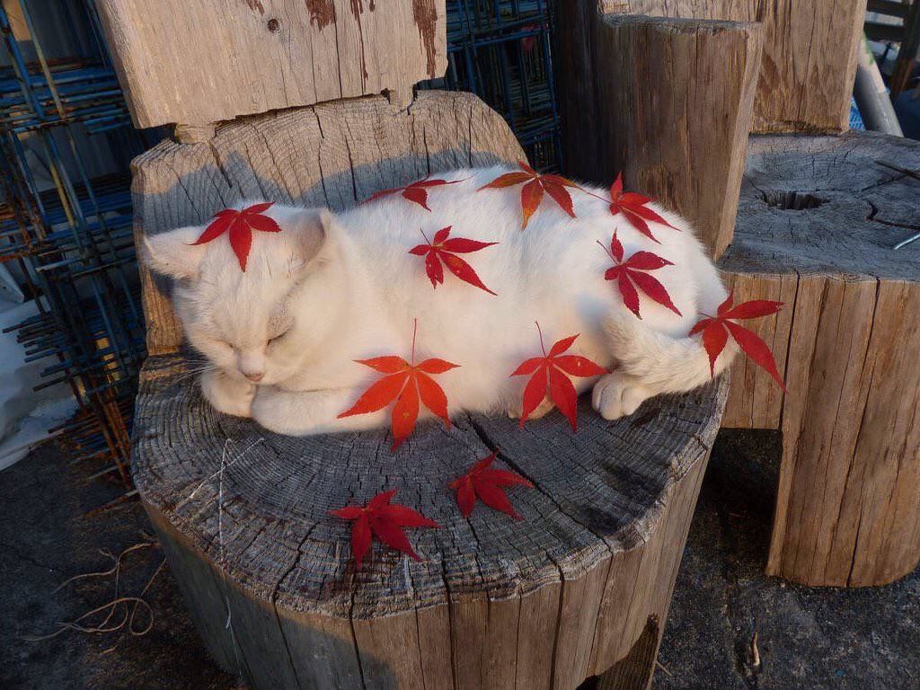 Leaf me alone | Scrolller