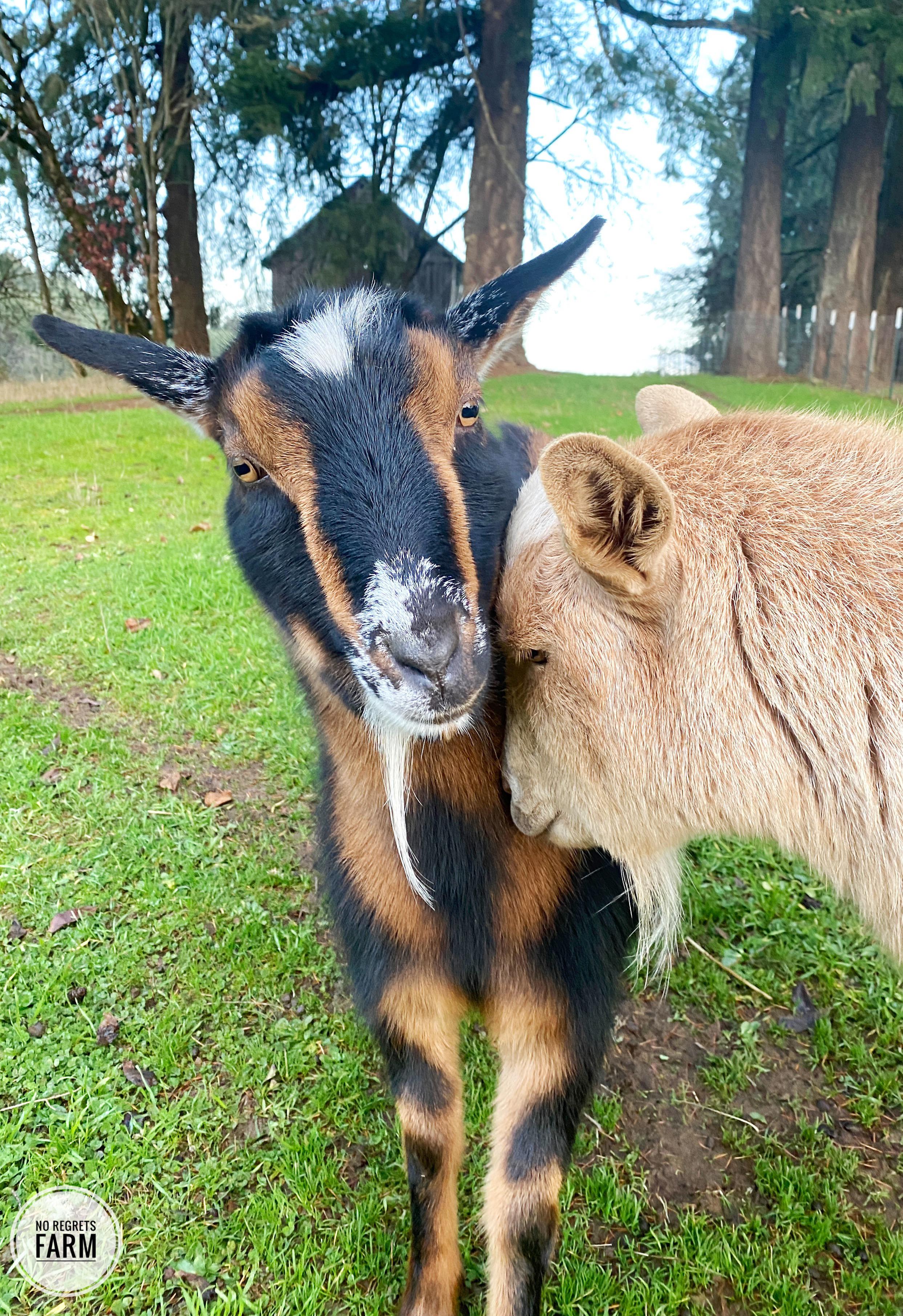 Lean on me...🎶🎵🎶🎵🎶 | Scrolller