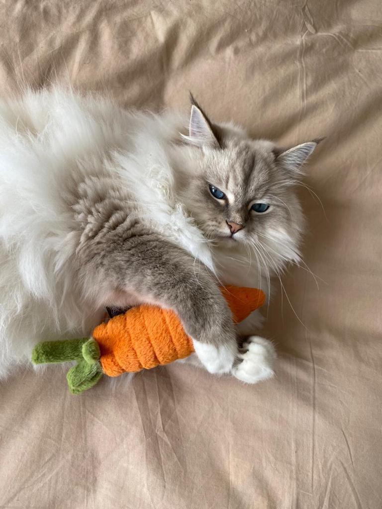 Leave my carrot alone! | Scrolller