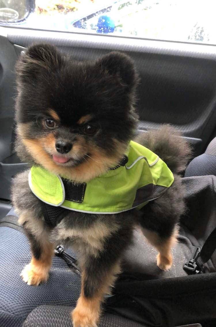 Legend is now ready for rainy day adventures! | Scrolller