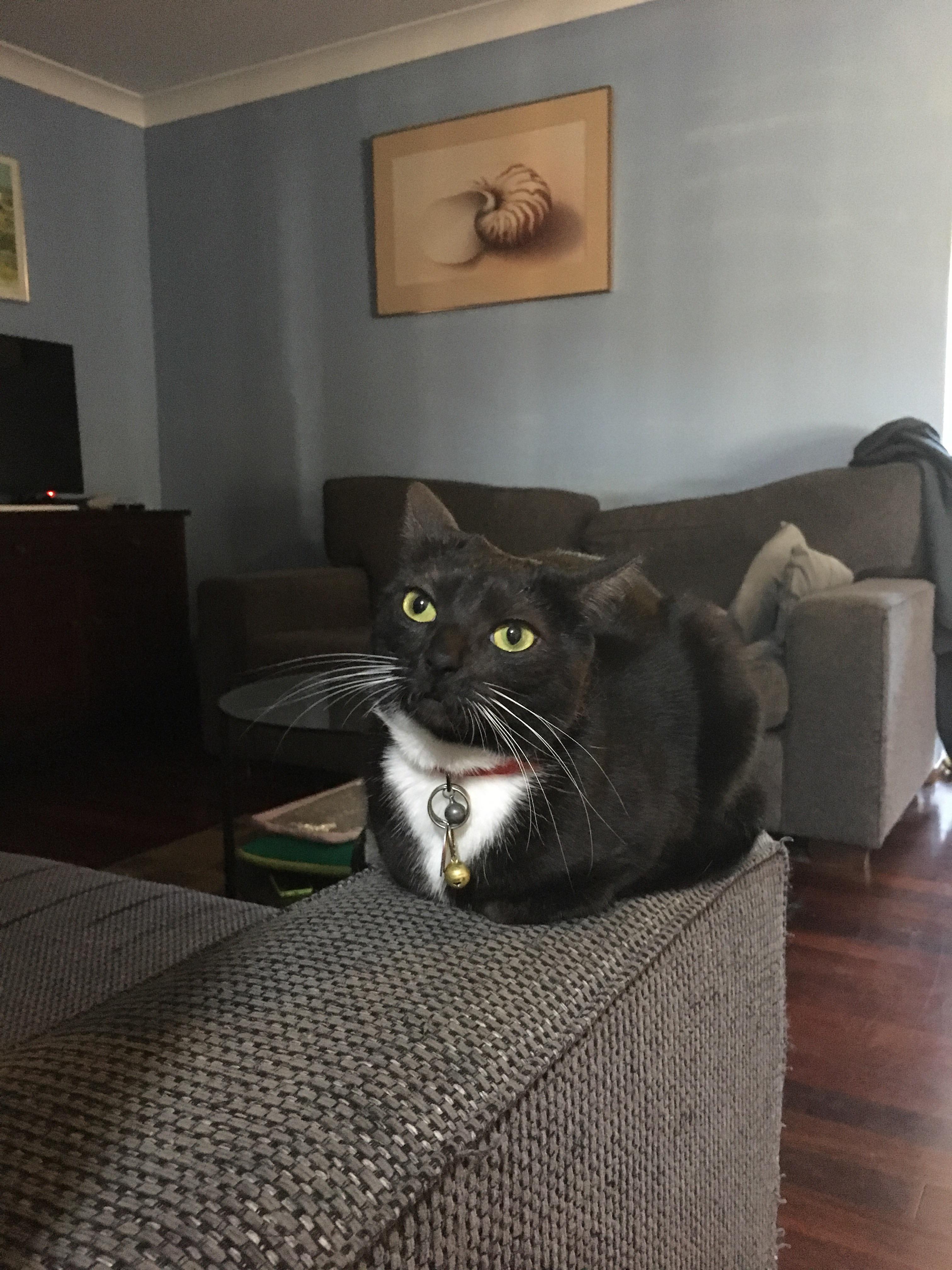 Leia, the princess loaf | Scrolller