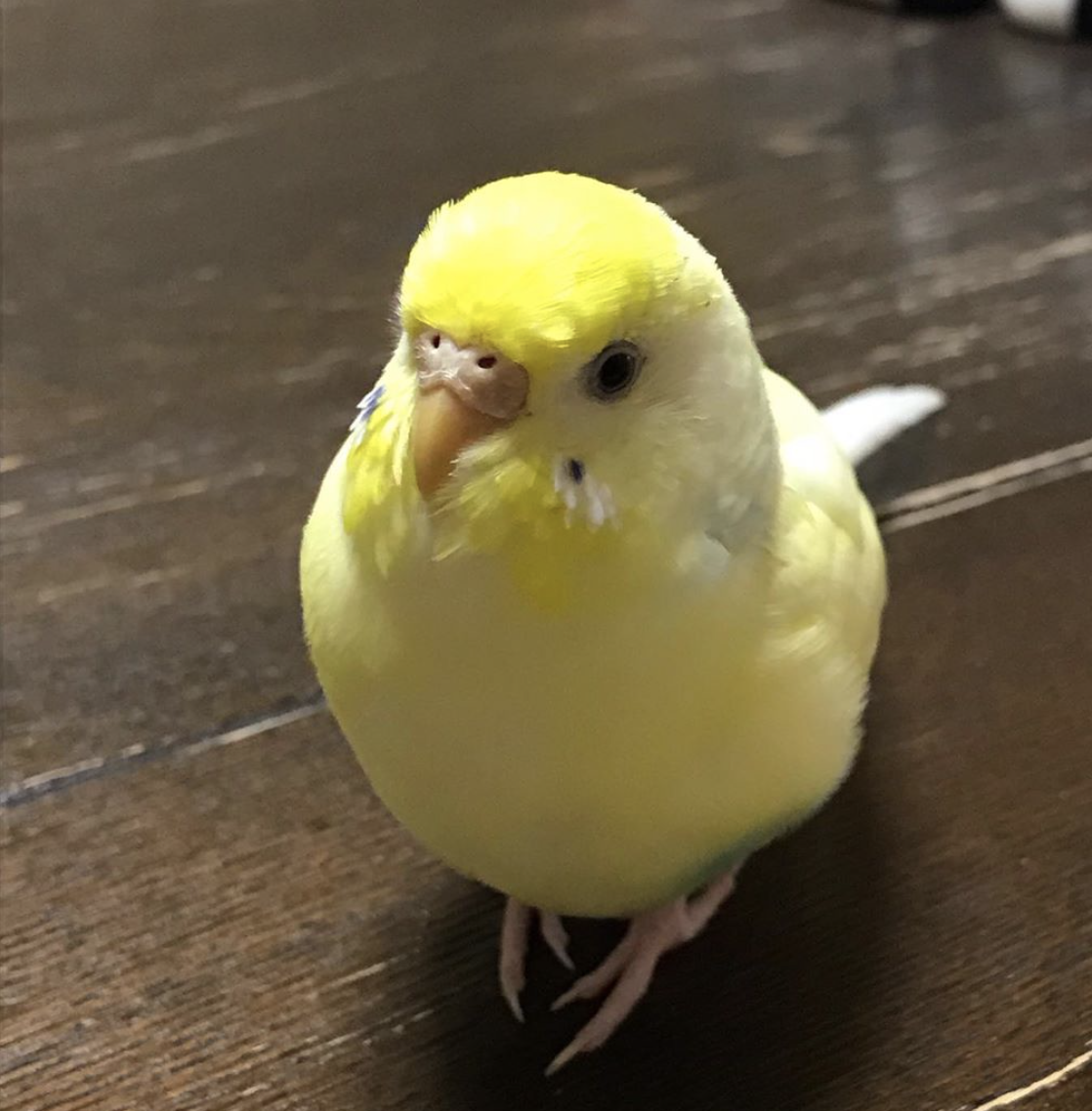 Lemon borb | Scrolller