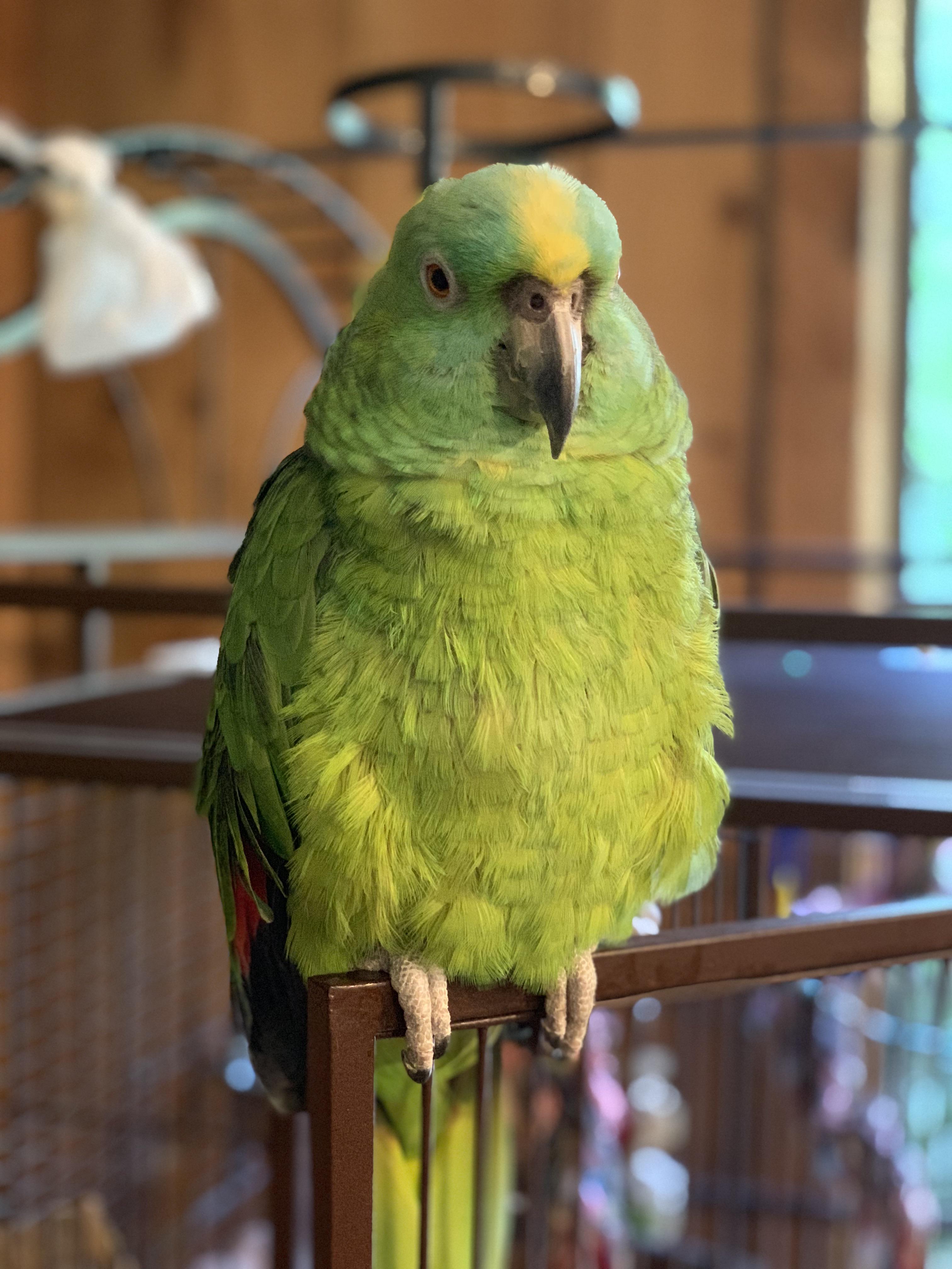 Lemon lime borb. | Scrolller