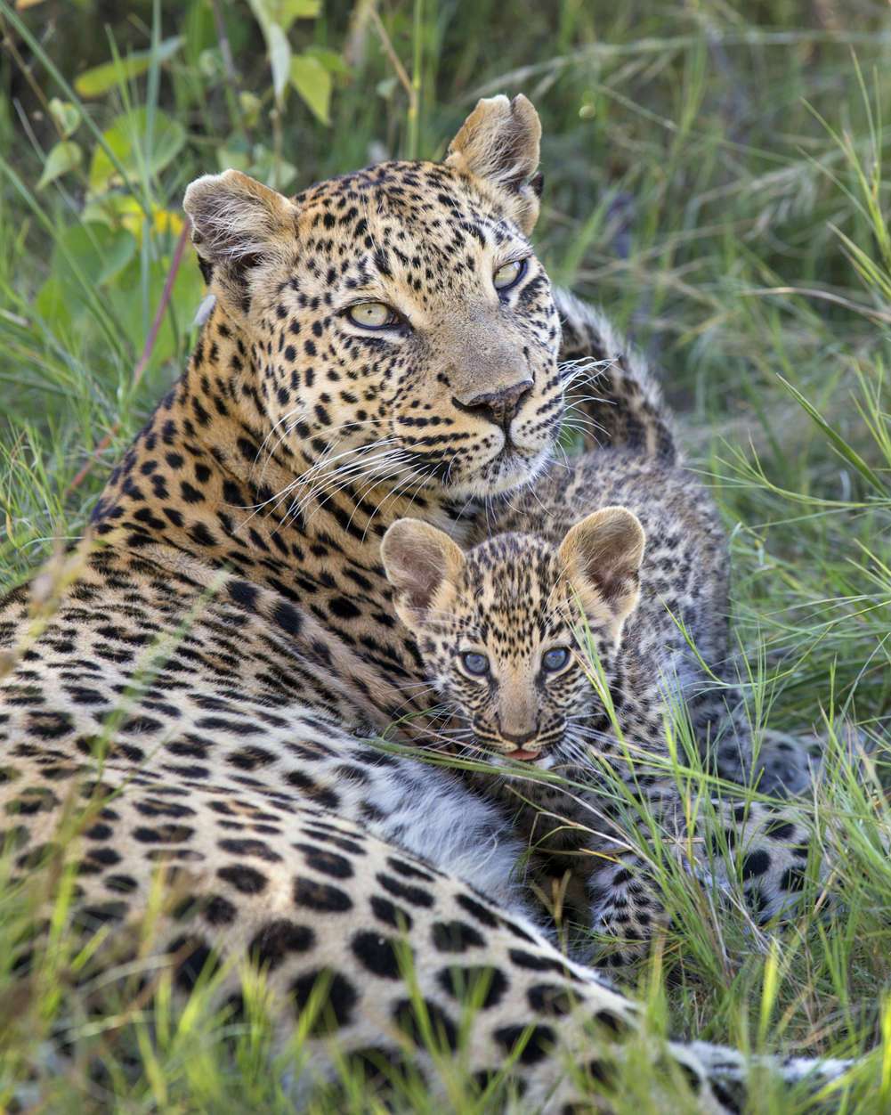 Leopard and Cub | Scrolller