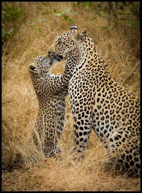 Leopard Cub and Mom Kiss | Scrolller
