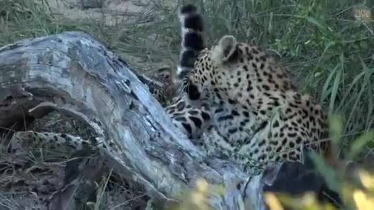 Leopard cub being playful | Scrolller