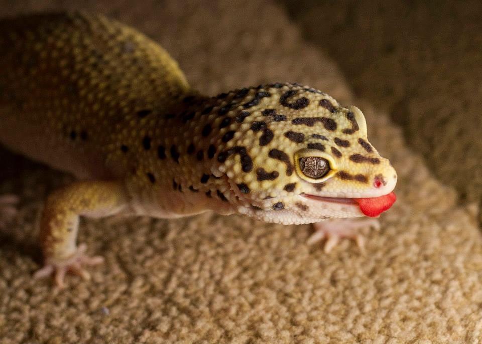 Leopard gecko photoshoot blup. | Scrolller