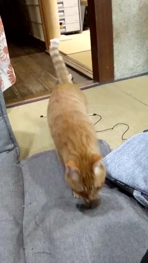 Let's play hooman! | Scrolller