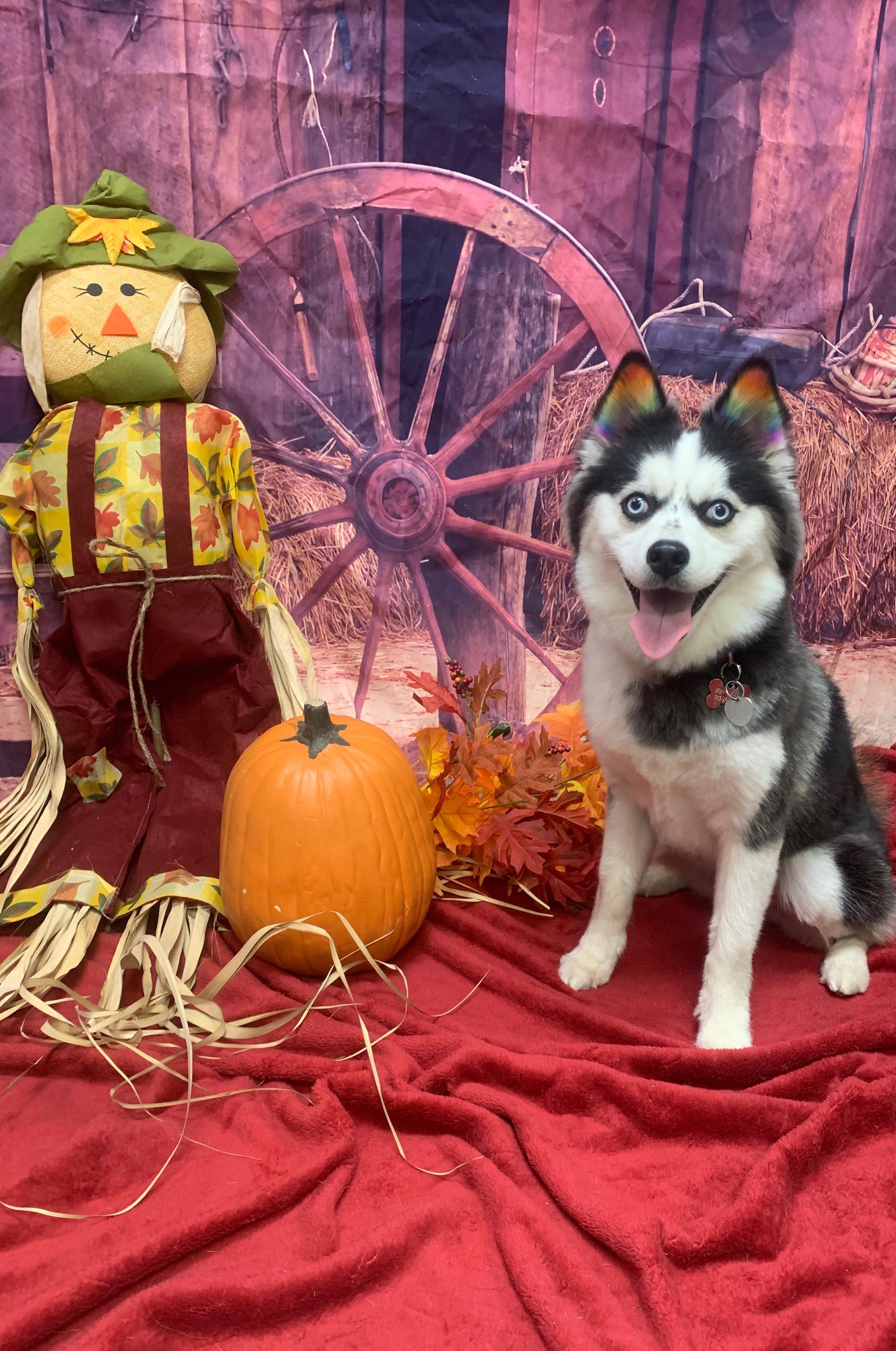 Lia Lee #pomsky | Scrolller