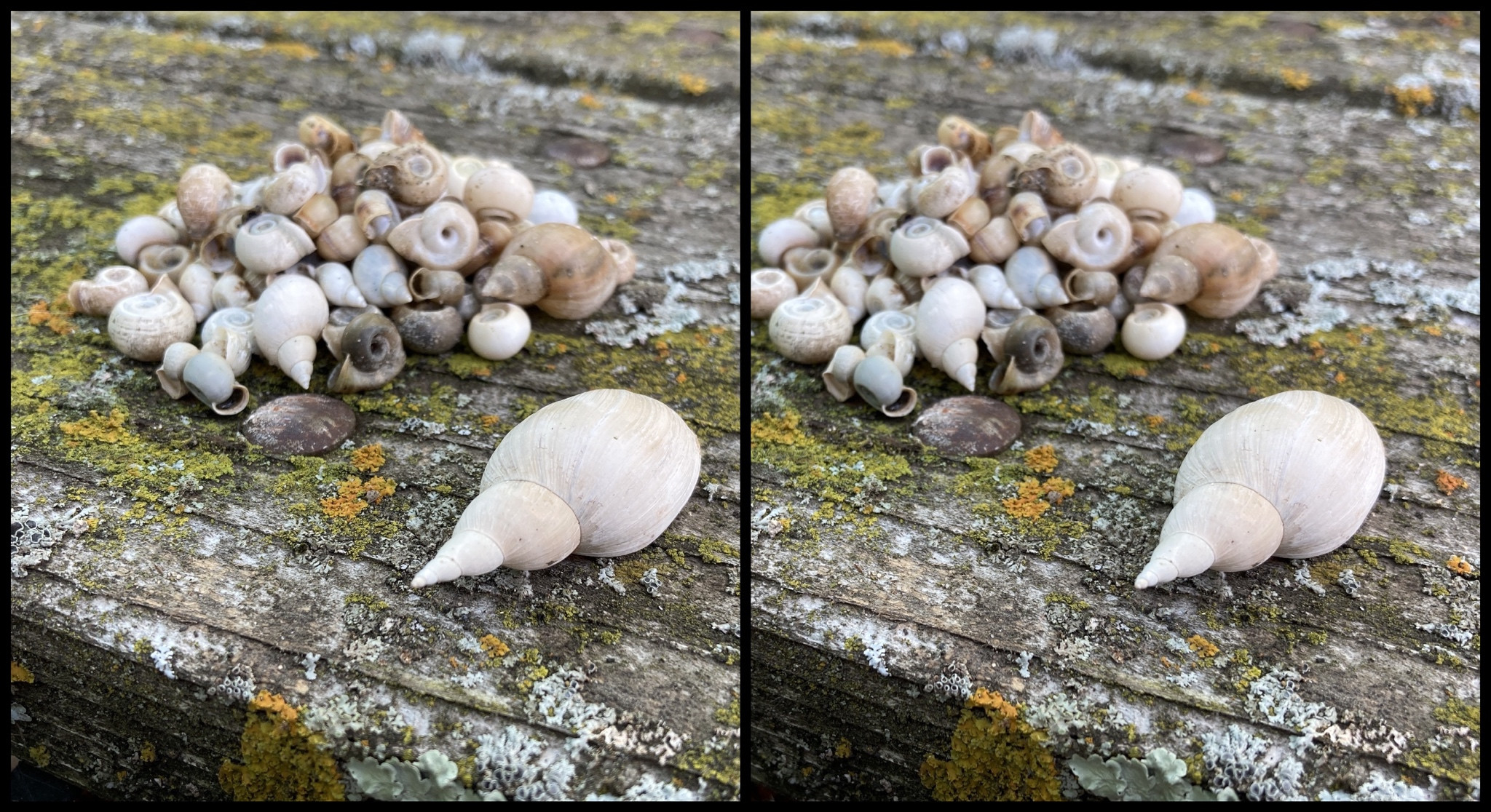 lichen these shells | Scrolller