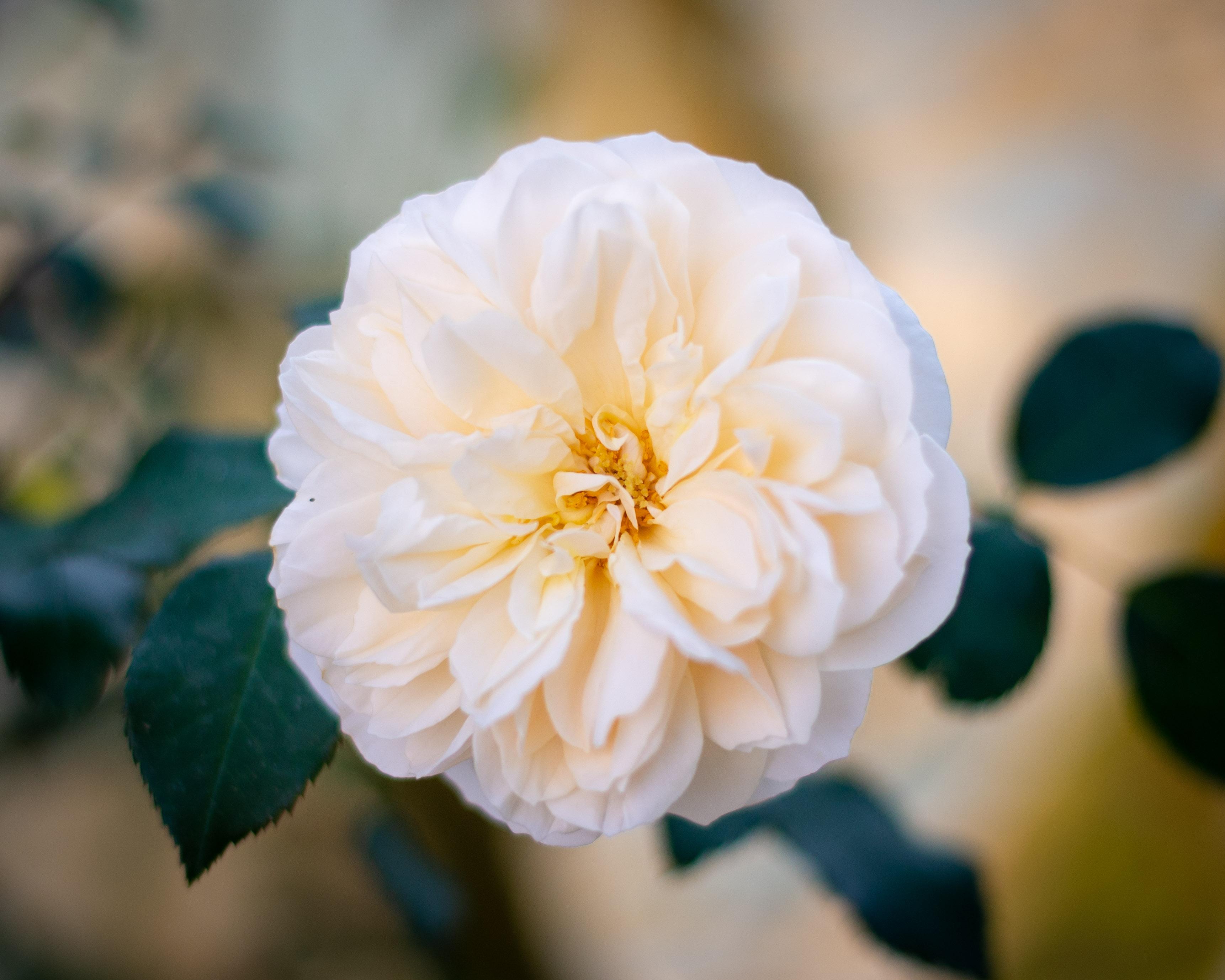 Lichfield Angel, San Antonio 2019 | Scrolller