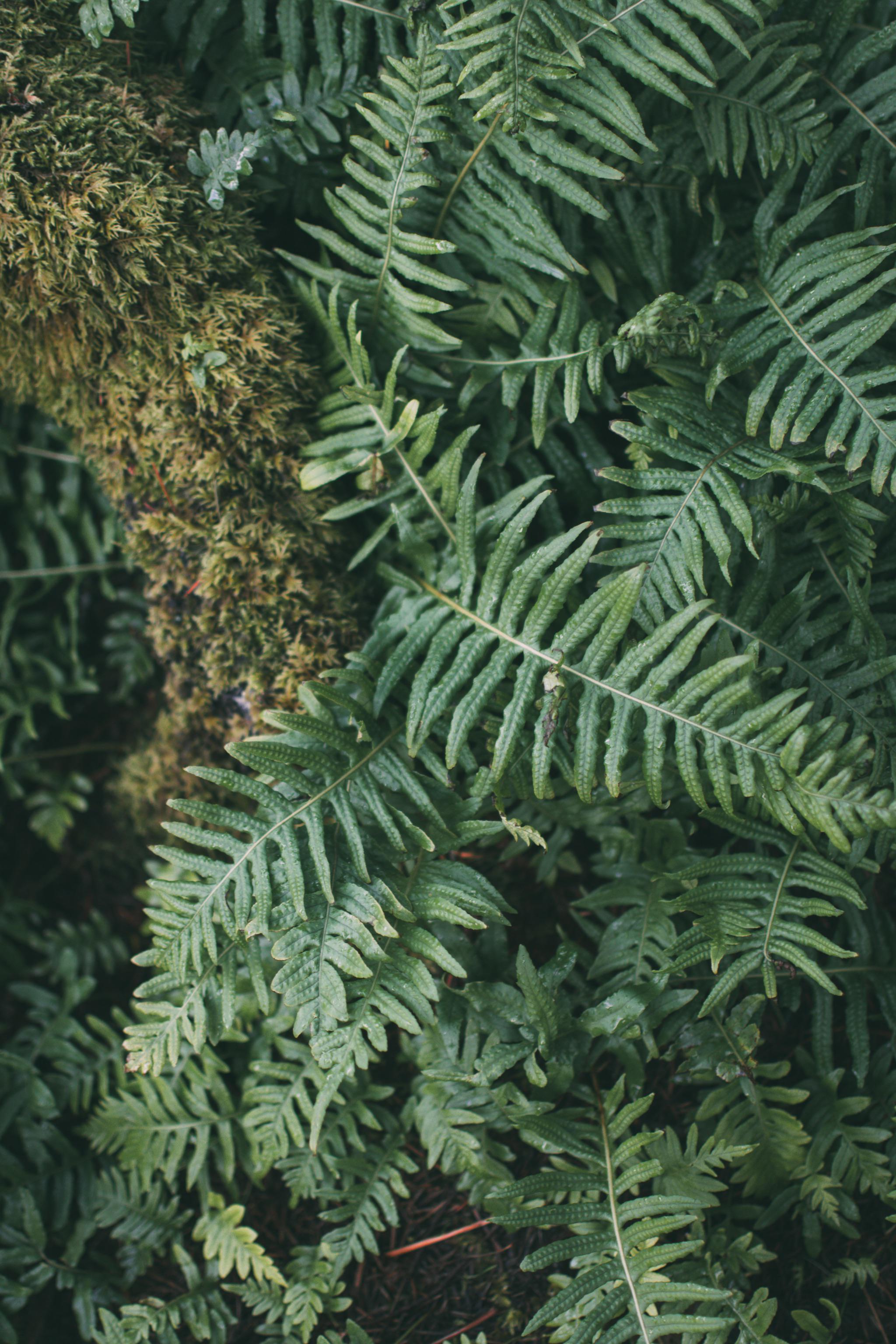 Licorice ferns | Scrolller