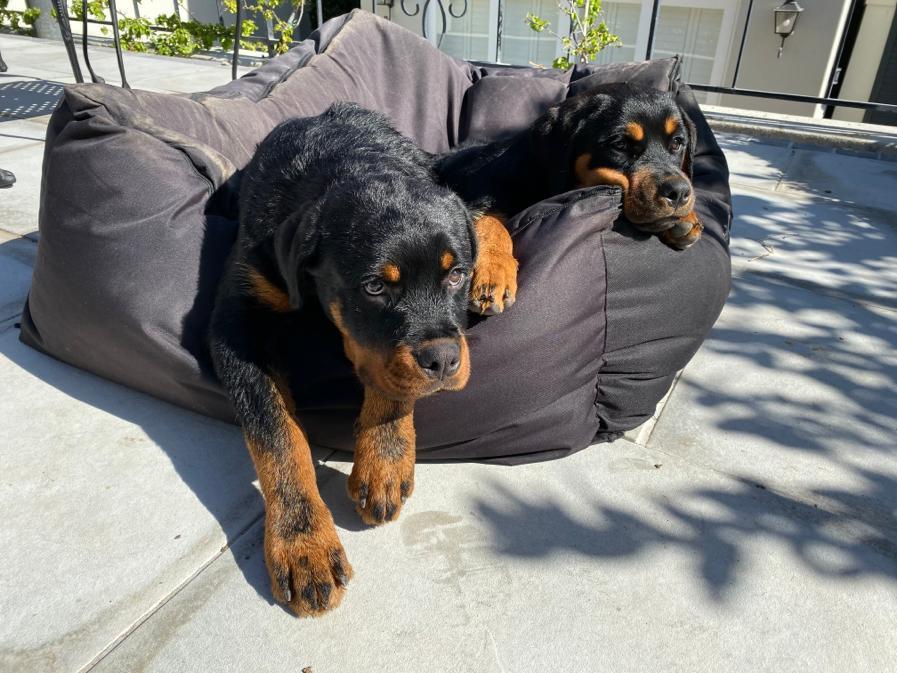 Life’s ruff | Scrolller