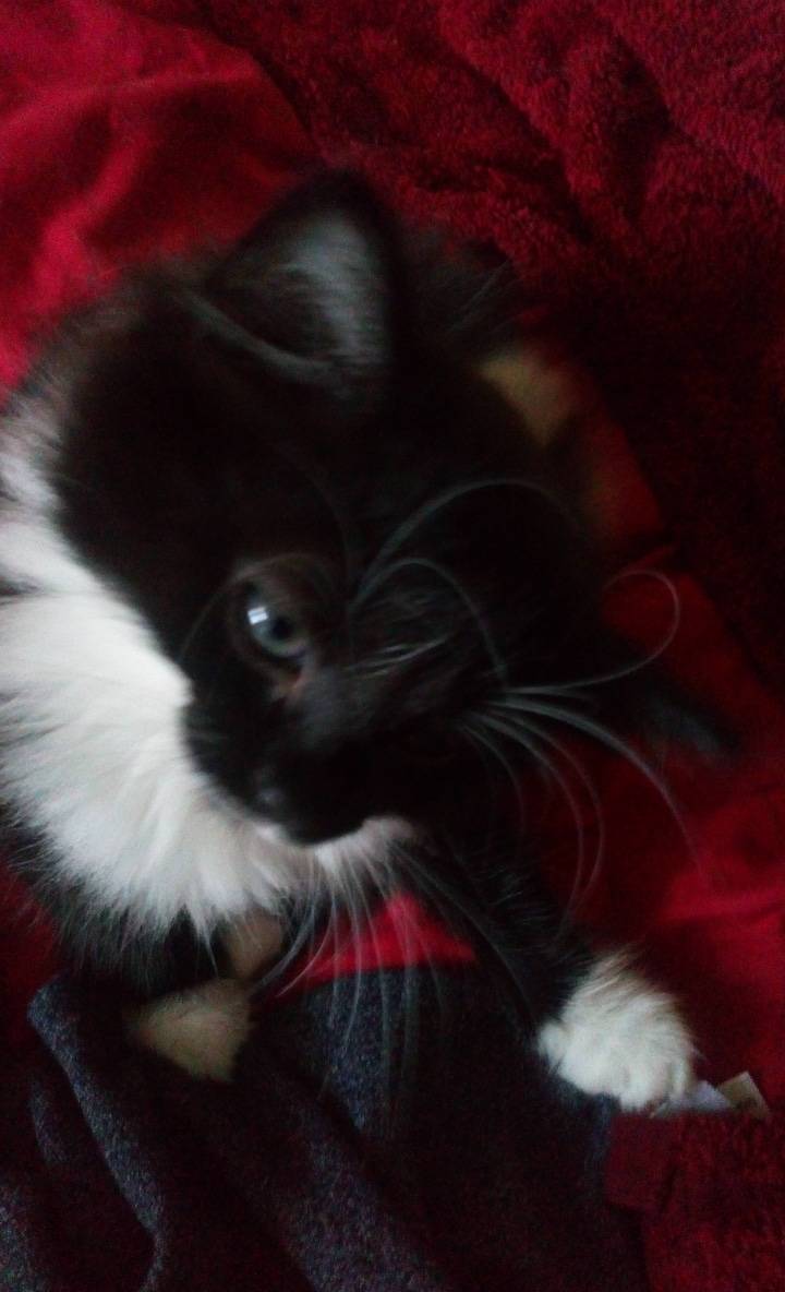 Lil Cutie Scrolller