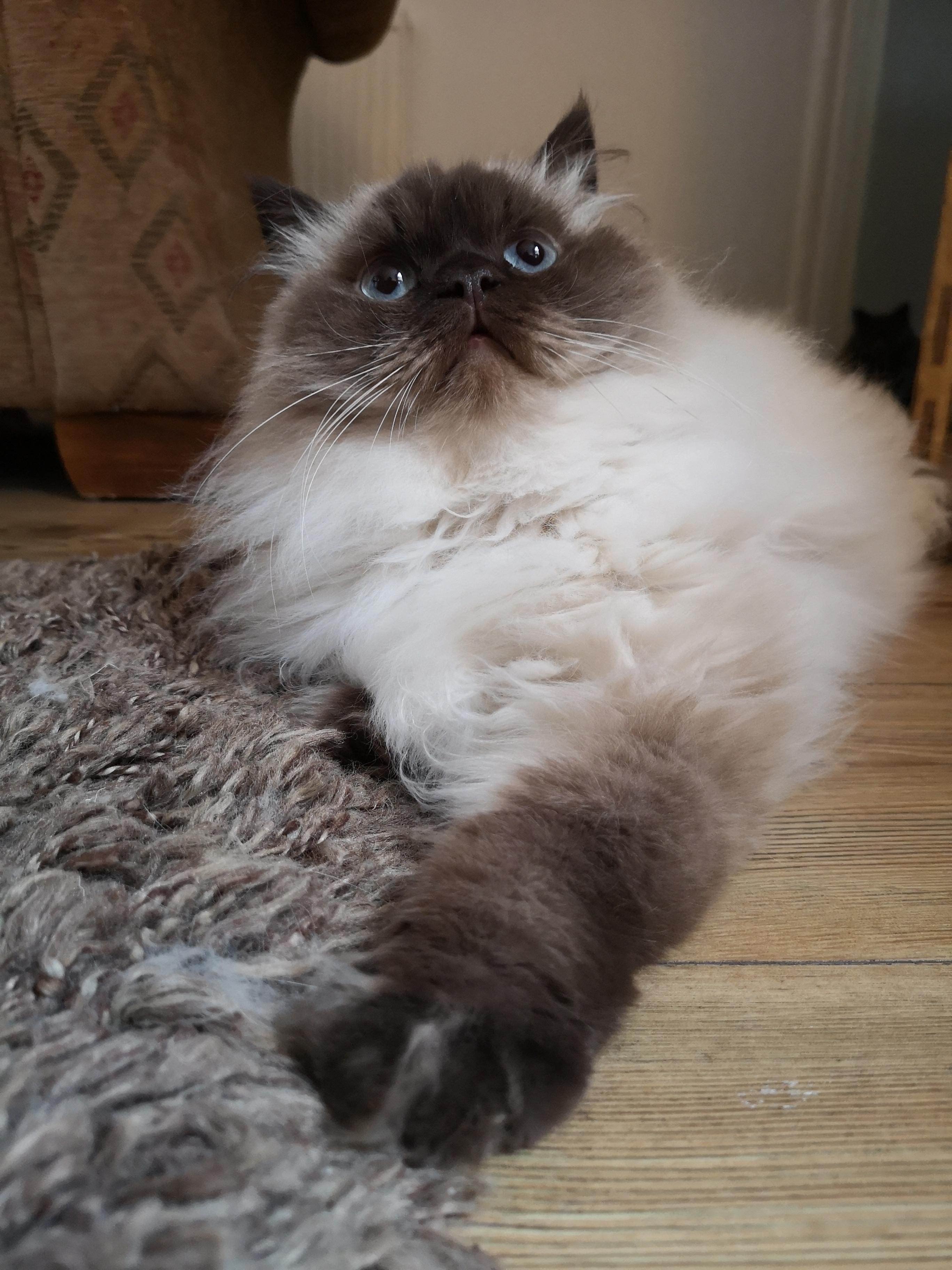 Lily the floof monster | Scrolller
