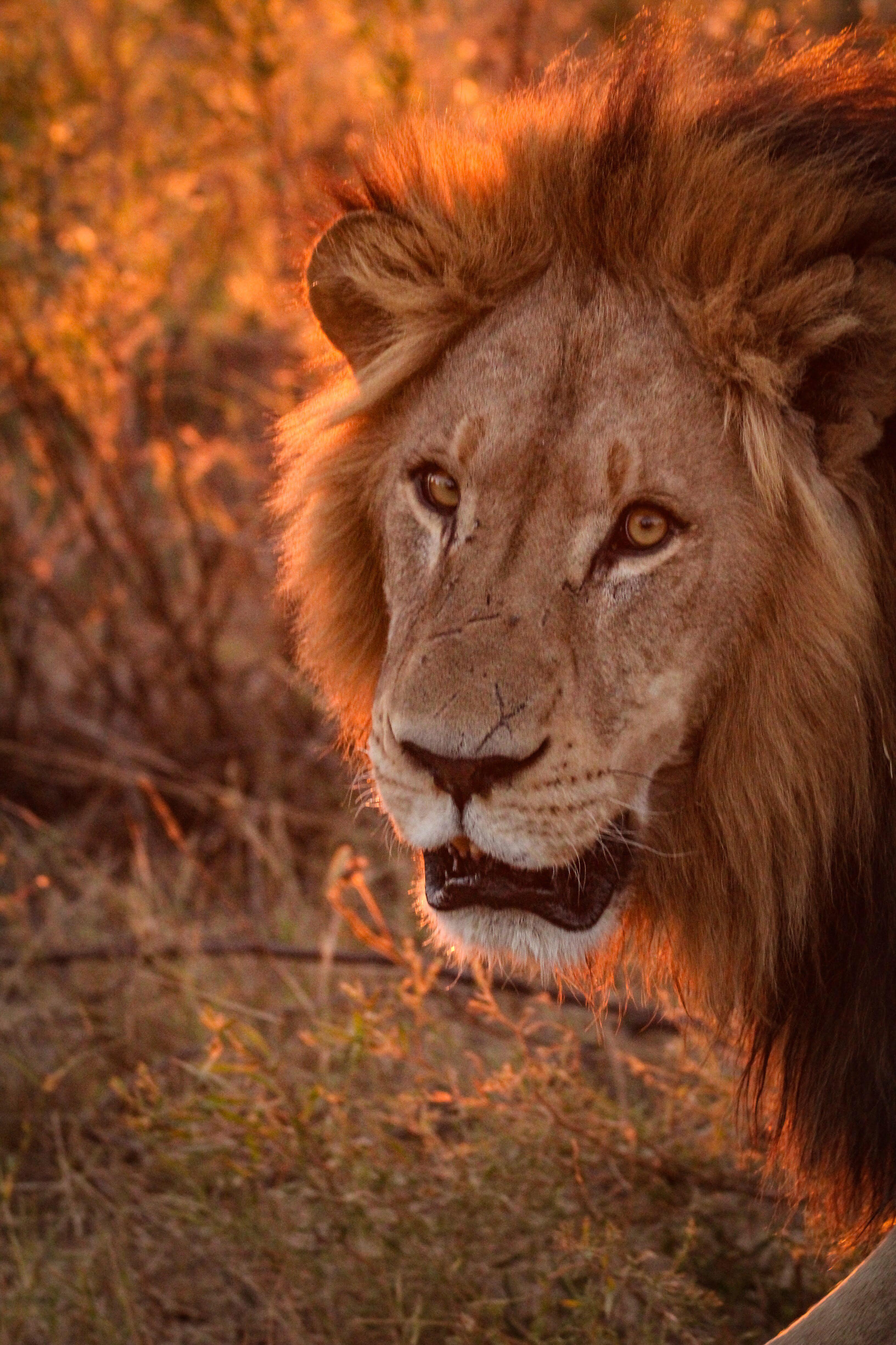Lion at Sunset | Scrolller