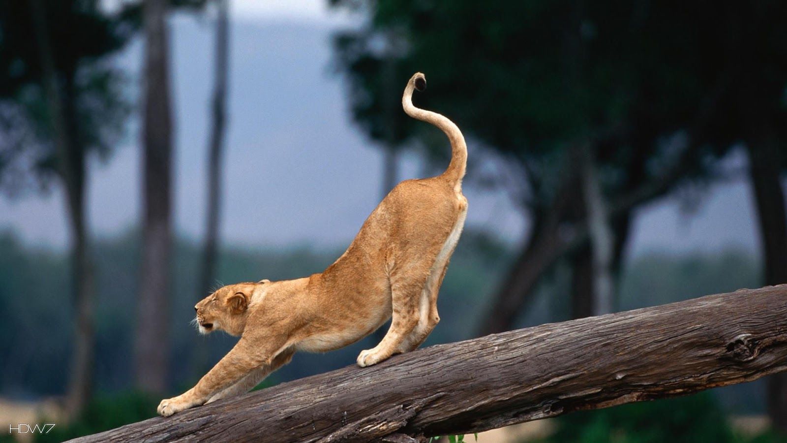 Lion Cub Stretching on a Log | Scrolller