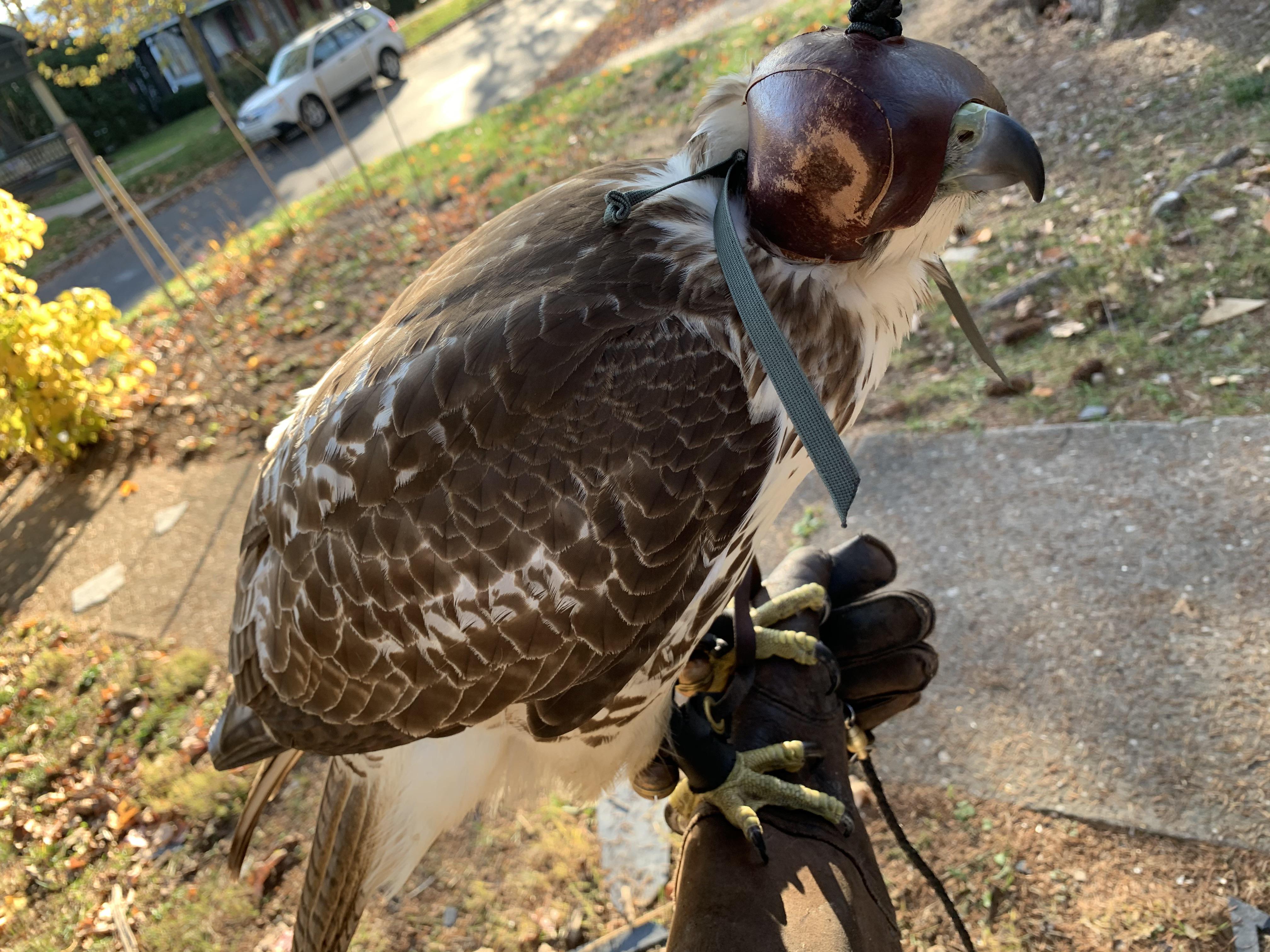 Lisa, my godfathers bird | Scrolller