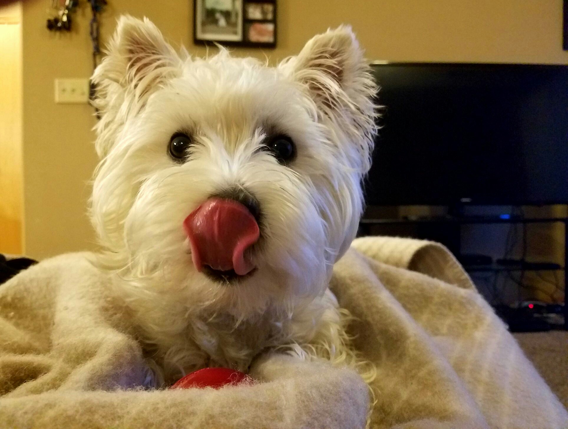 Little Baxter and his ball | Scrolller