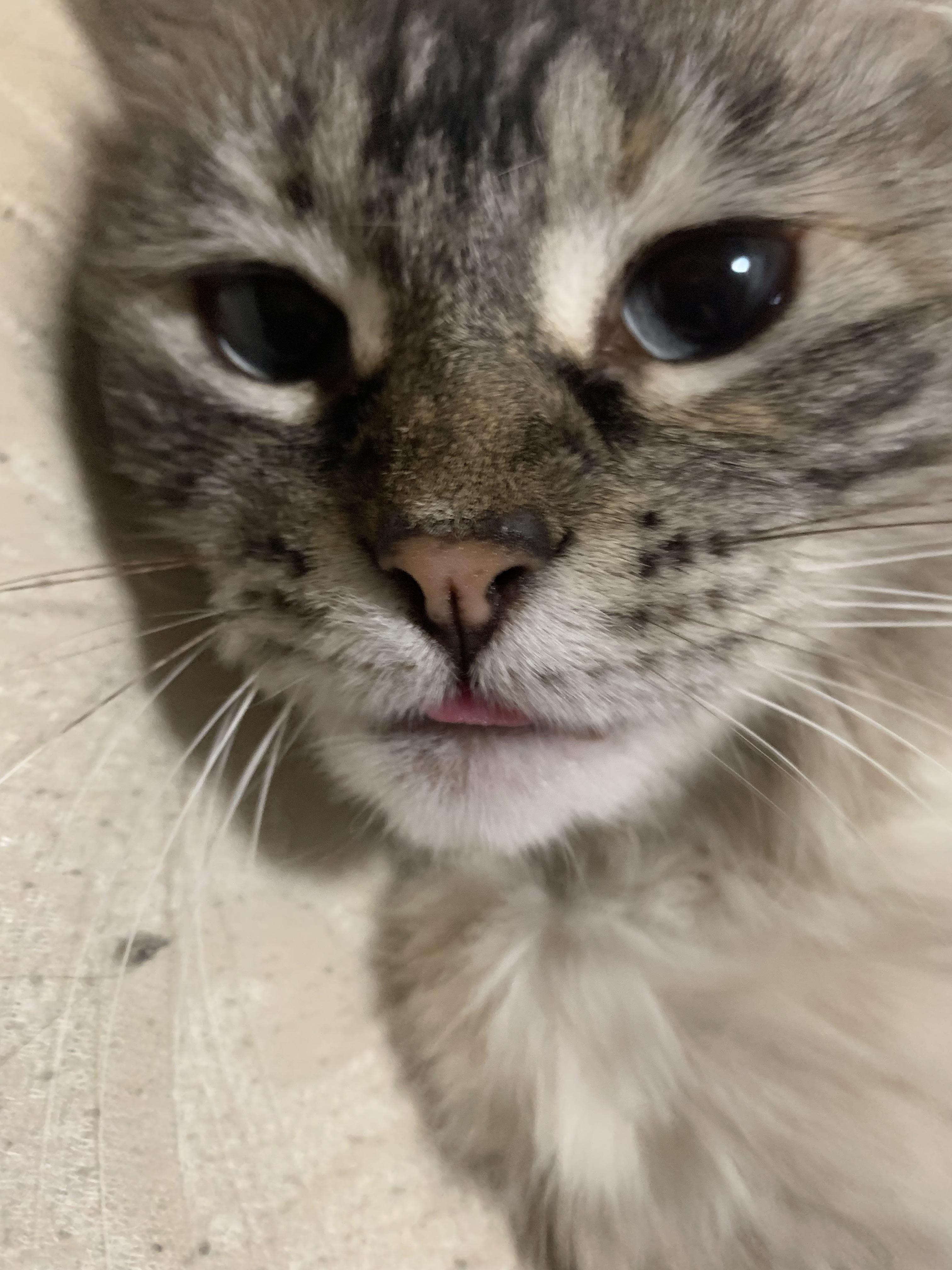 Little Blep from the Little Miss | Scrolller