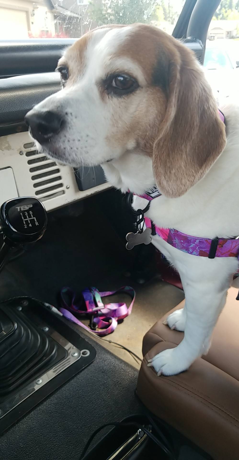 Little bronco beagle! | Scrolller