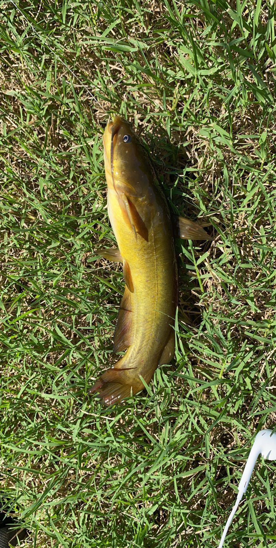 Little bullhead bout to use him for a flathead tonight hopefully | Scrolller