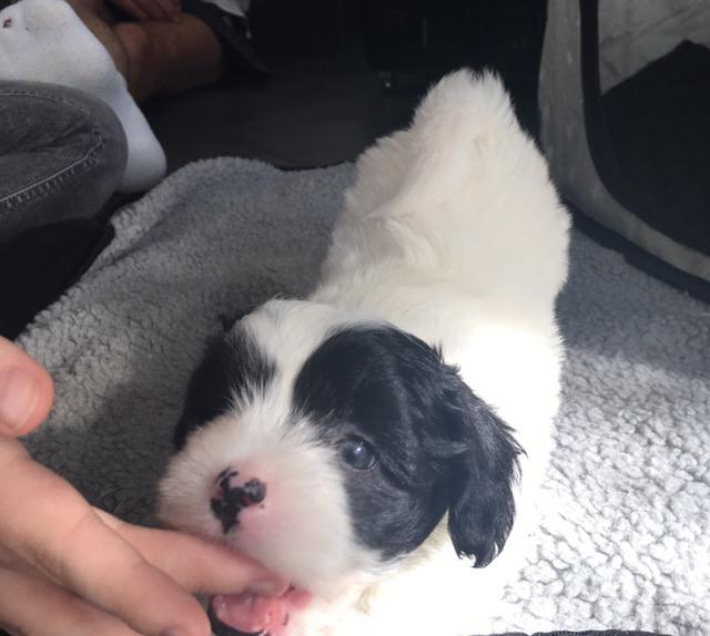 Little criminal, sharp teeth | Scrolller