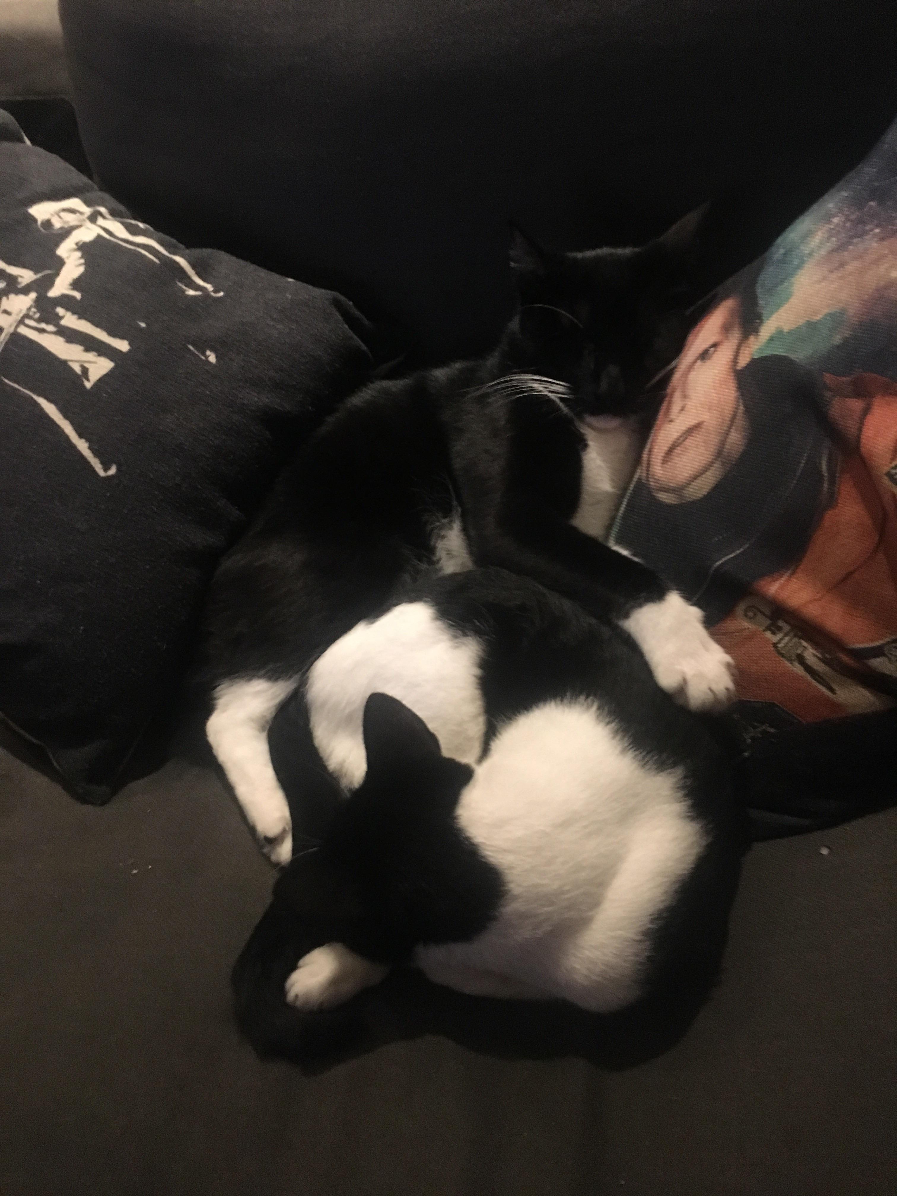 Little cuddle puddle | Scrolller