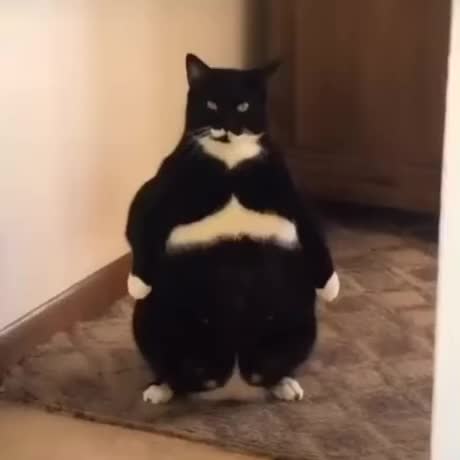 Little cute chonker. | Scrolller