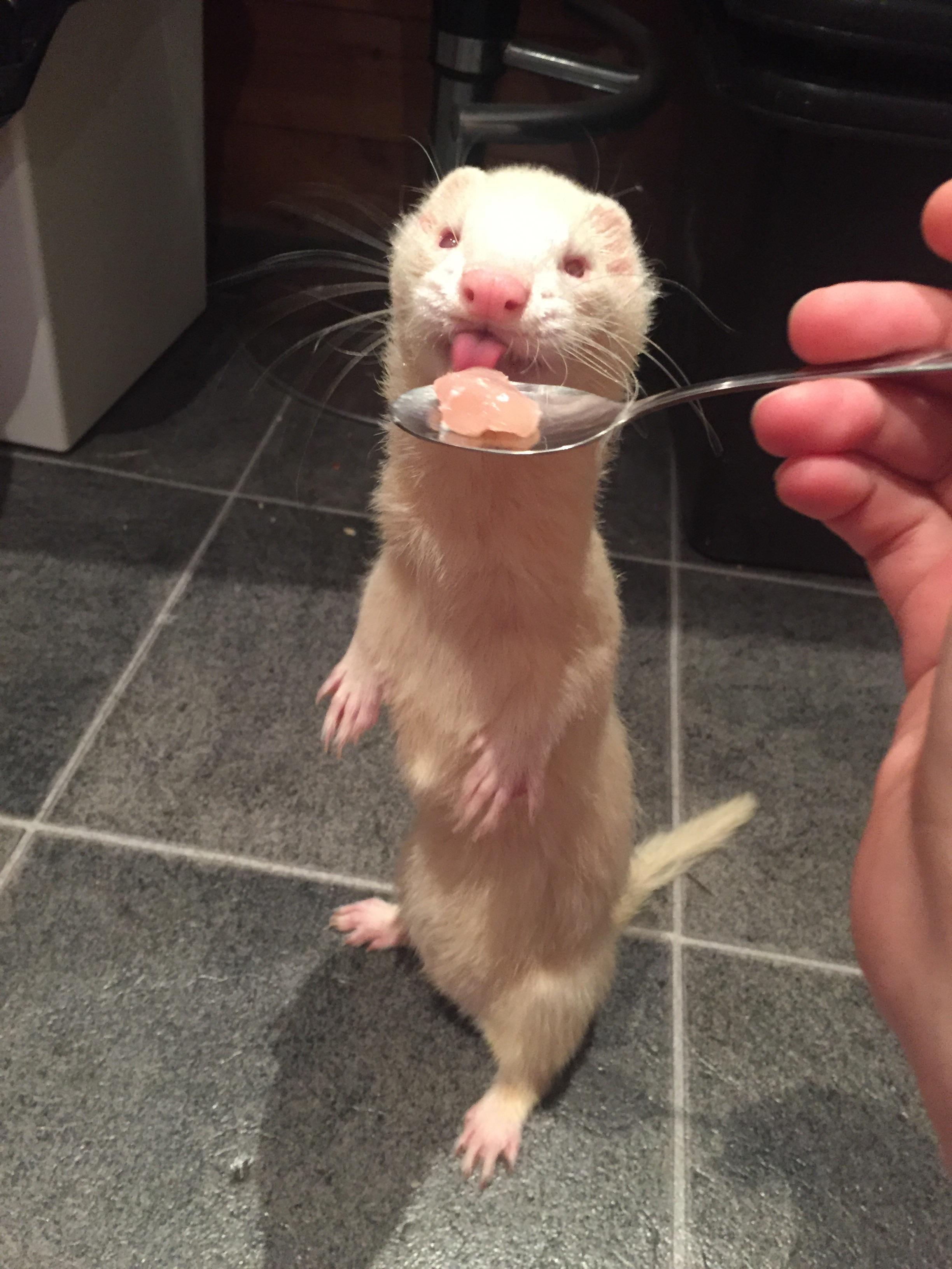 Little ferret mlem | Scrolller