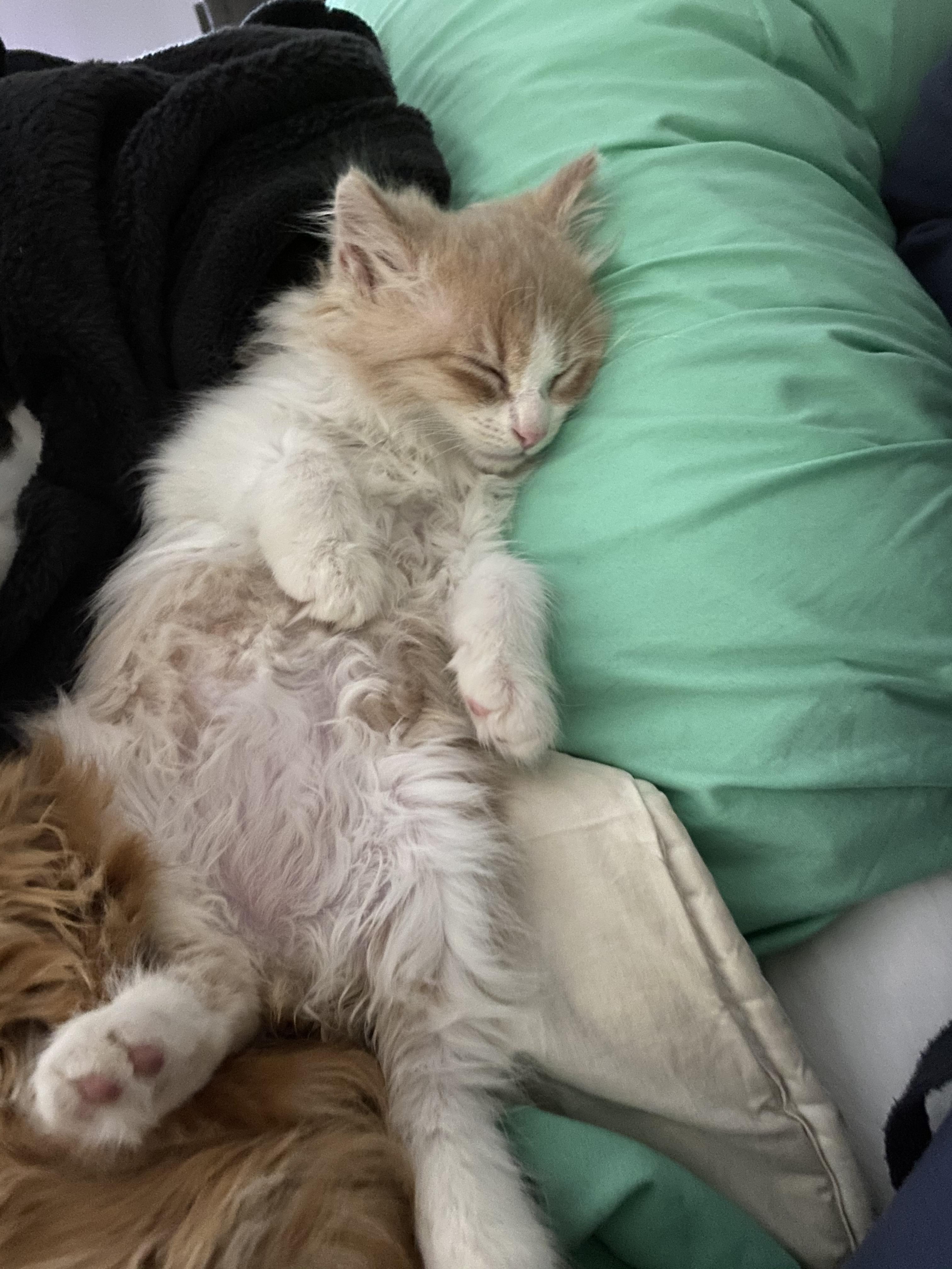 Little foster kitten belly | Scrolller