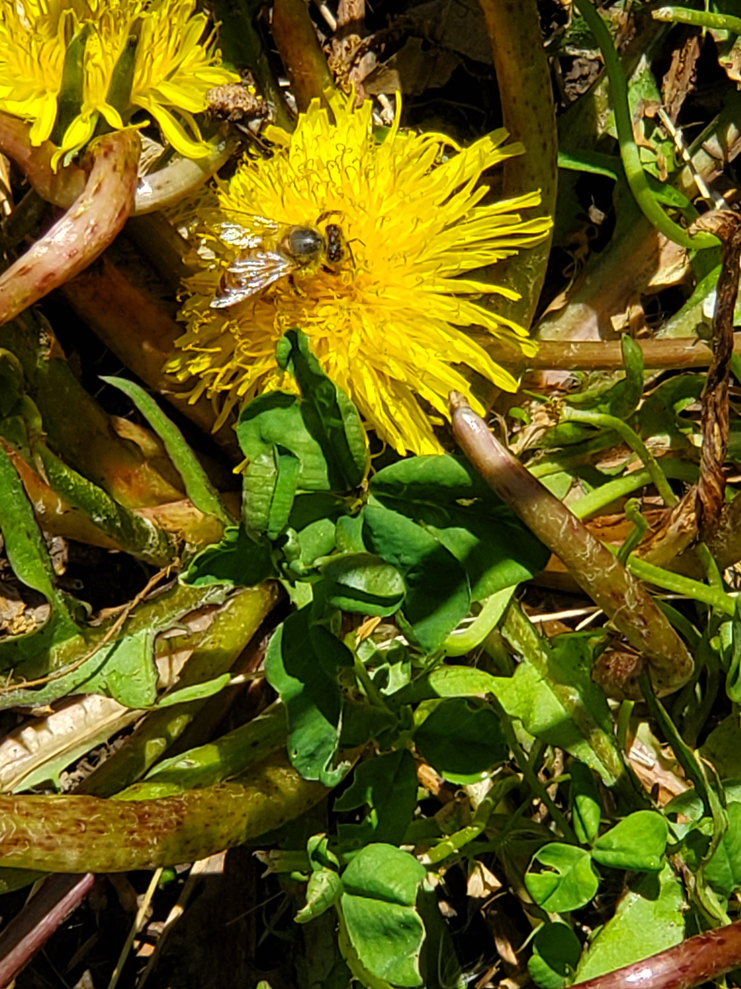 Little Friendly Bee | Scrolller