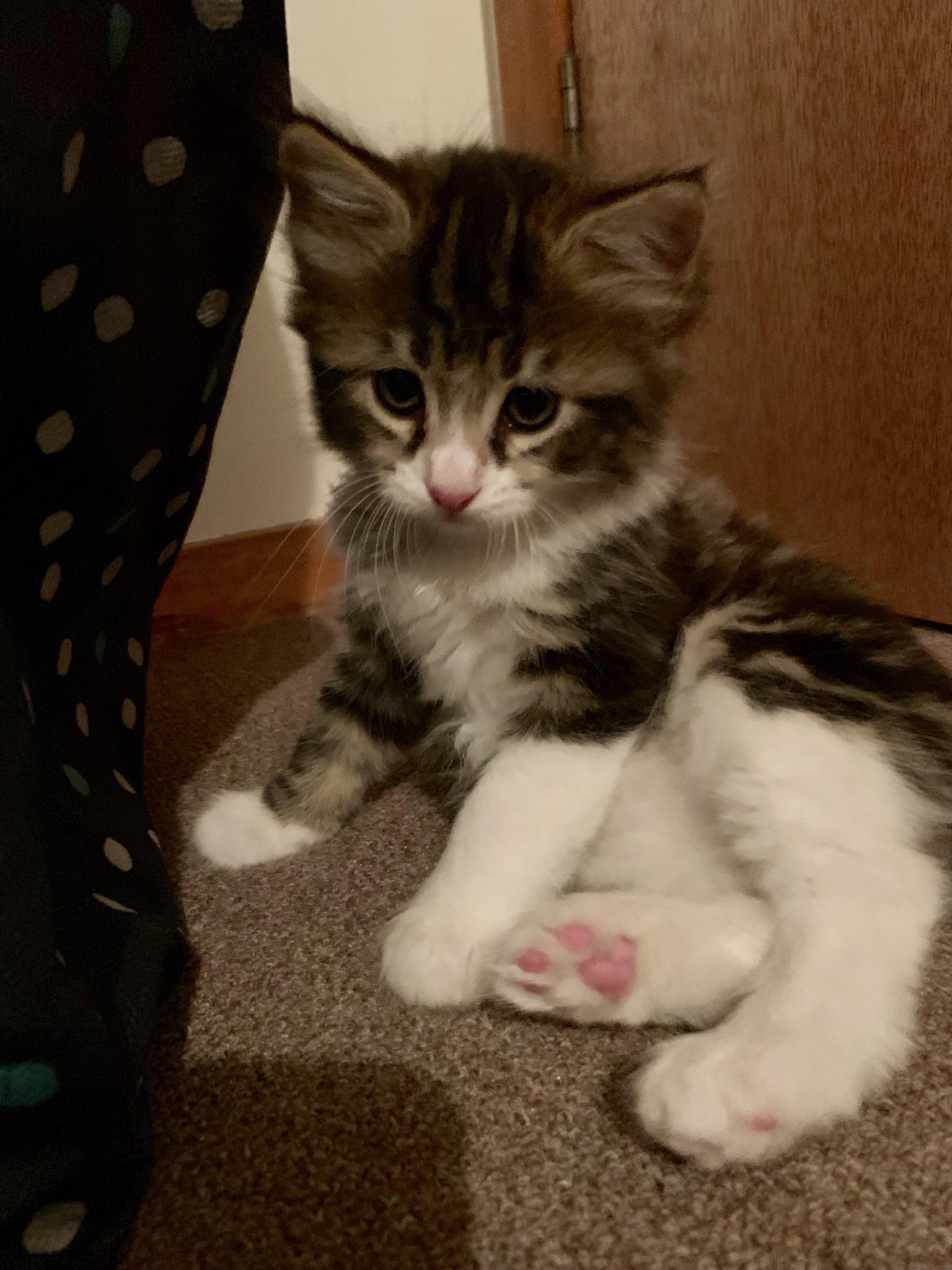 Little kitten beans! | Scrolller