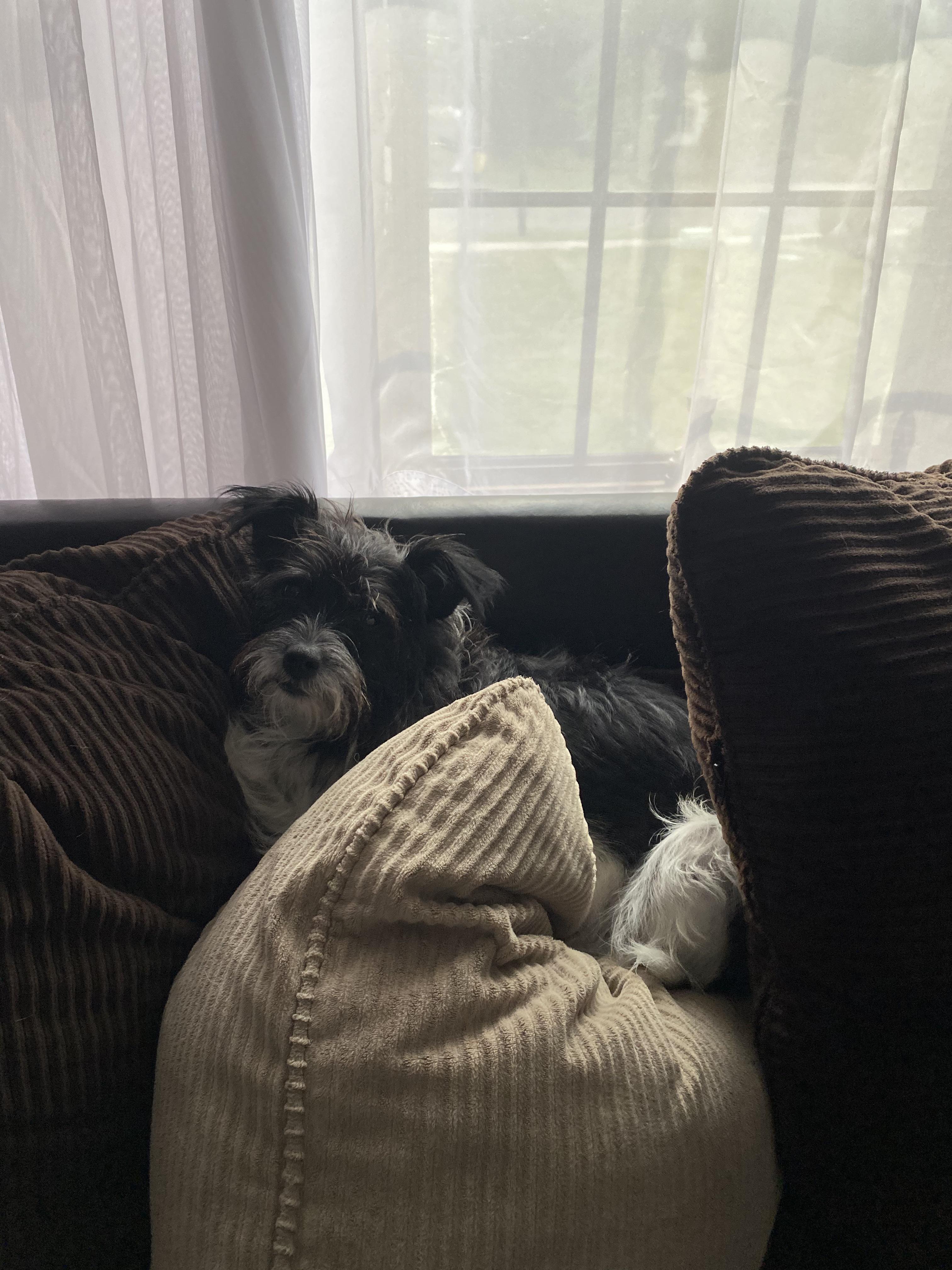 little miss Pepper | Scrolller