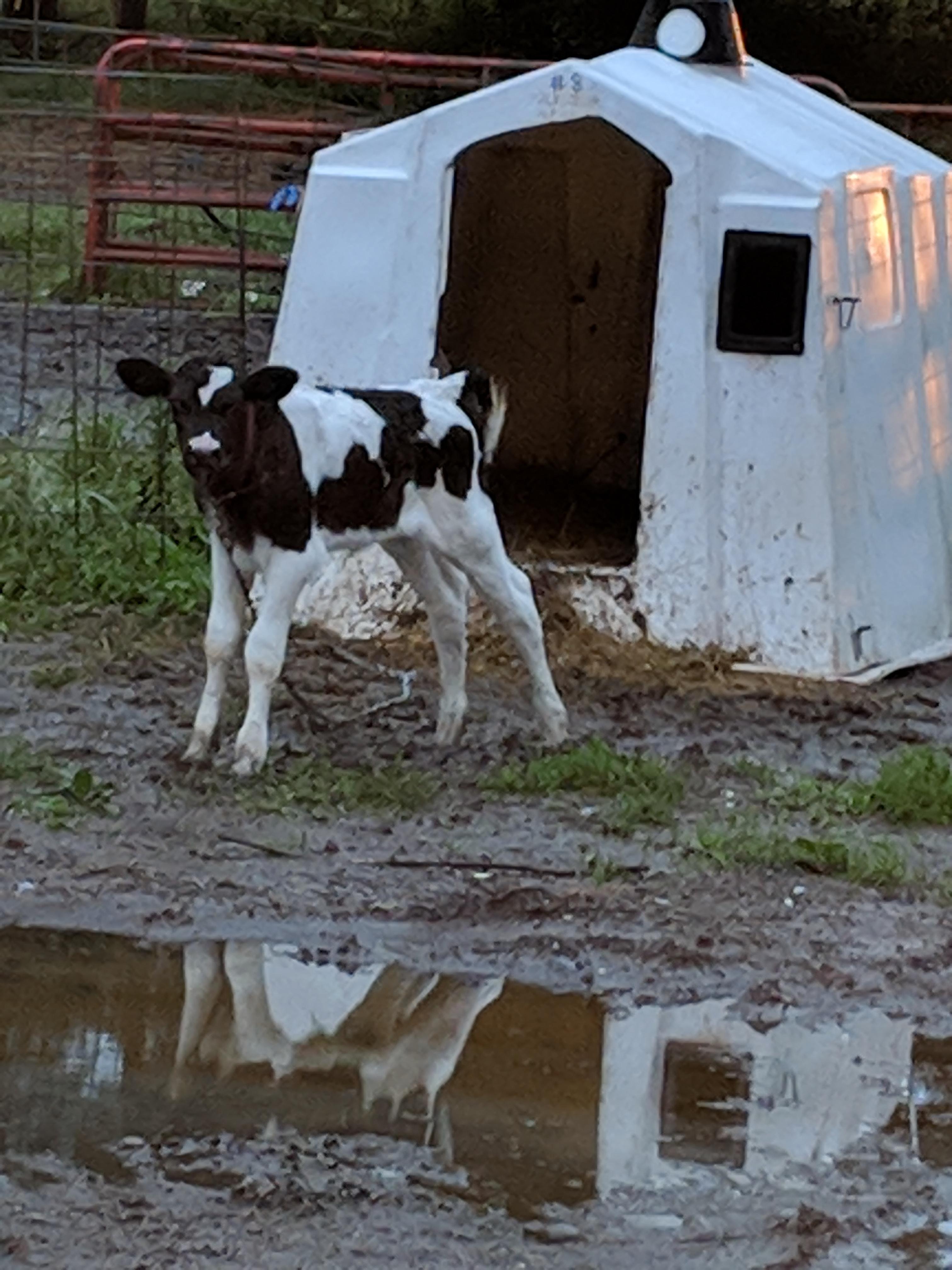 Little moo moo | Scrolller