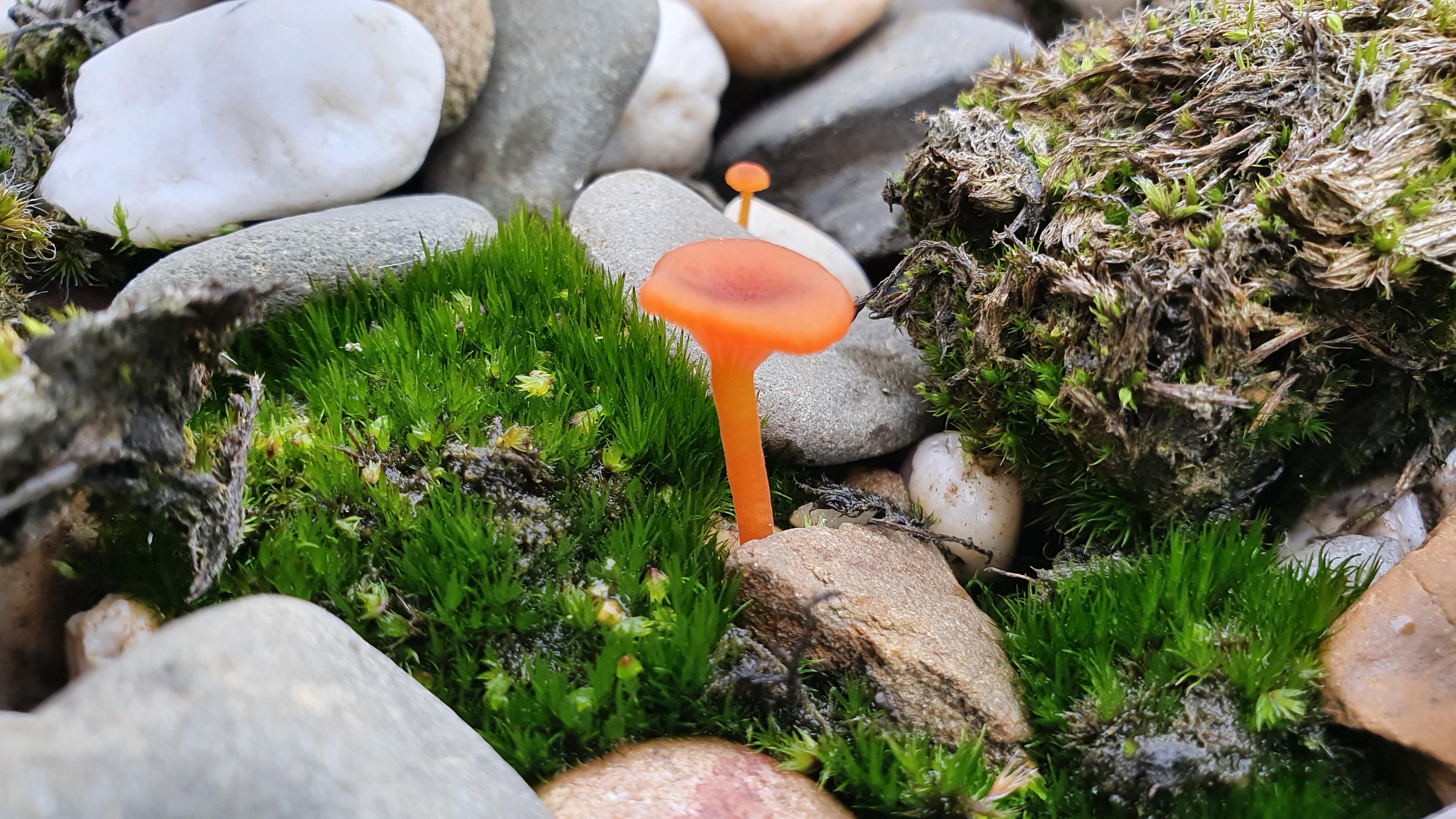 Little orange mushroom | Scrolller