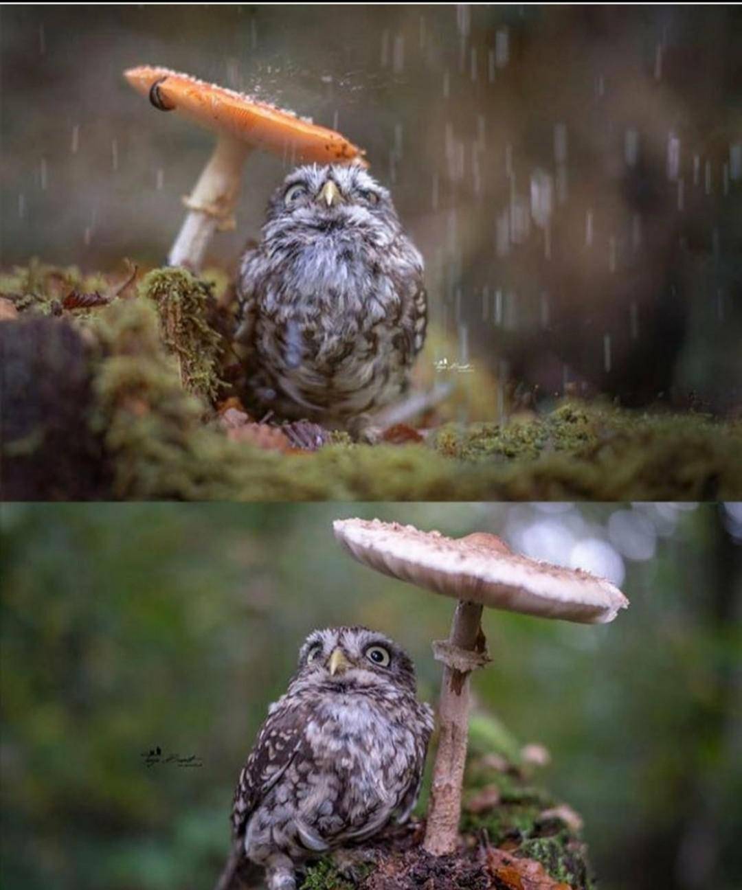 Little Owl | Scrolller