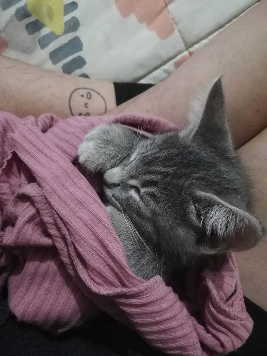 Little pink purrito | Scrolller