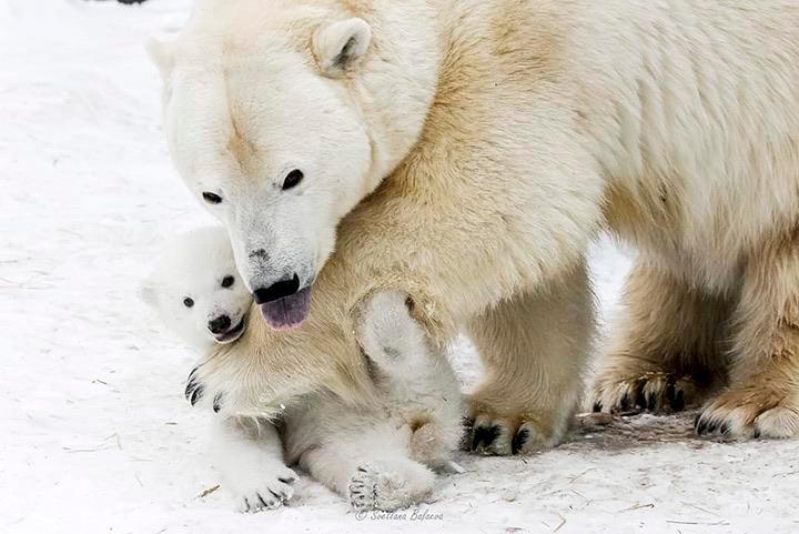 Little Polar Bear And Mum Playing | Scrolller