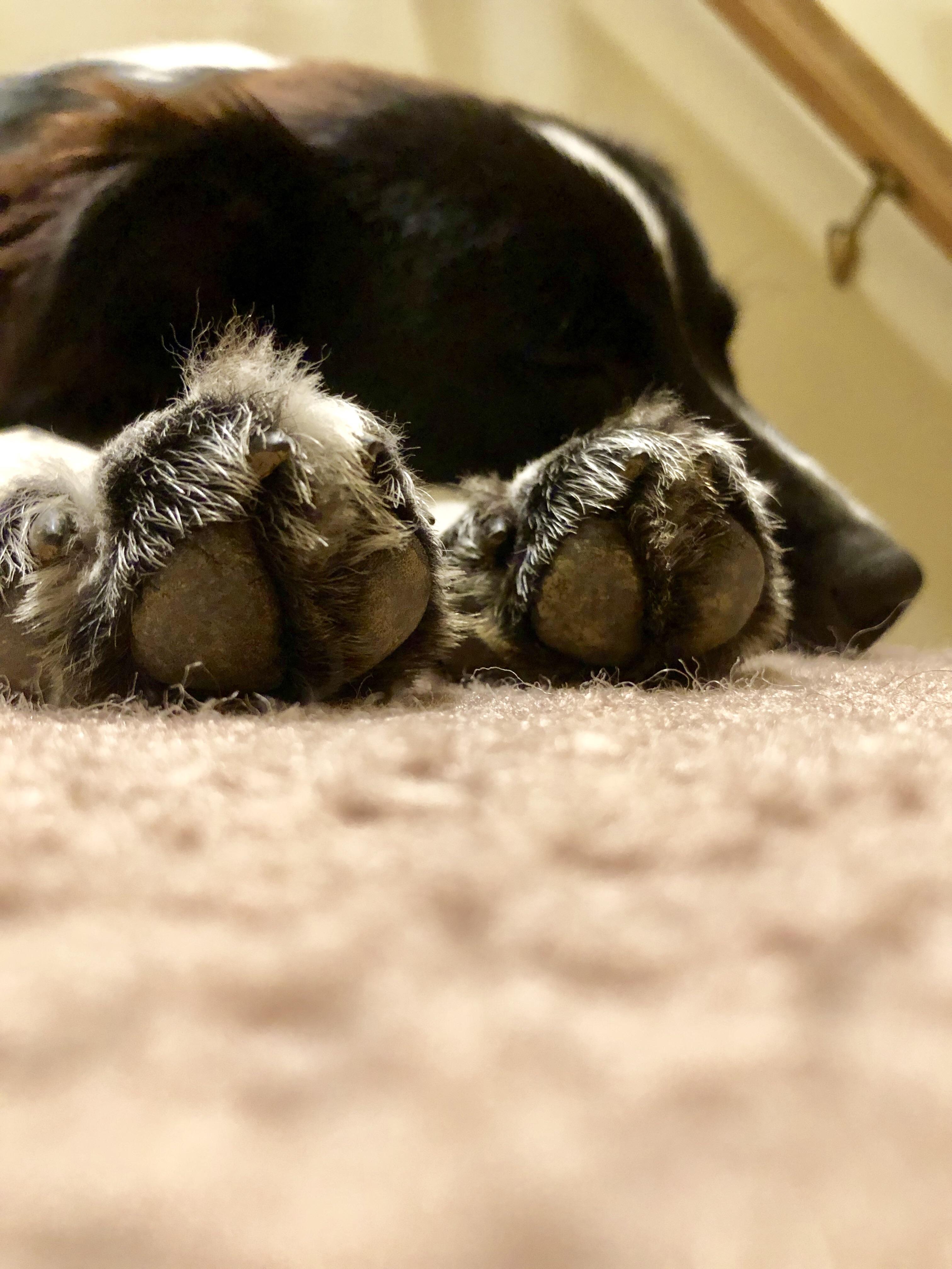 Little Pup Paws! | Scrolller