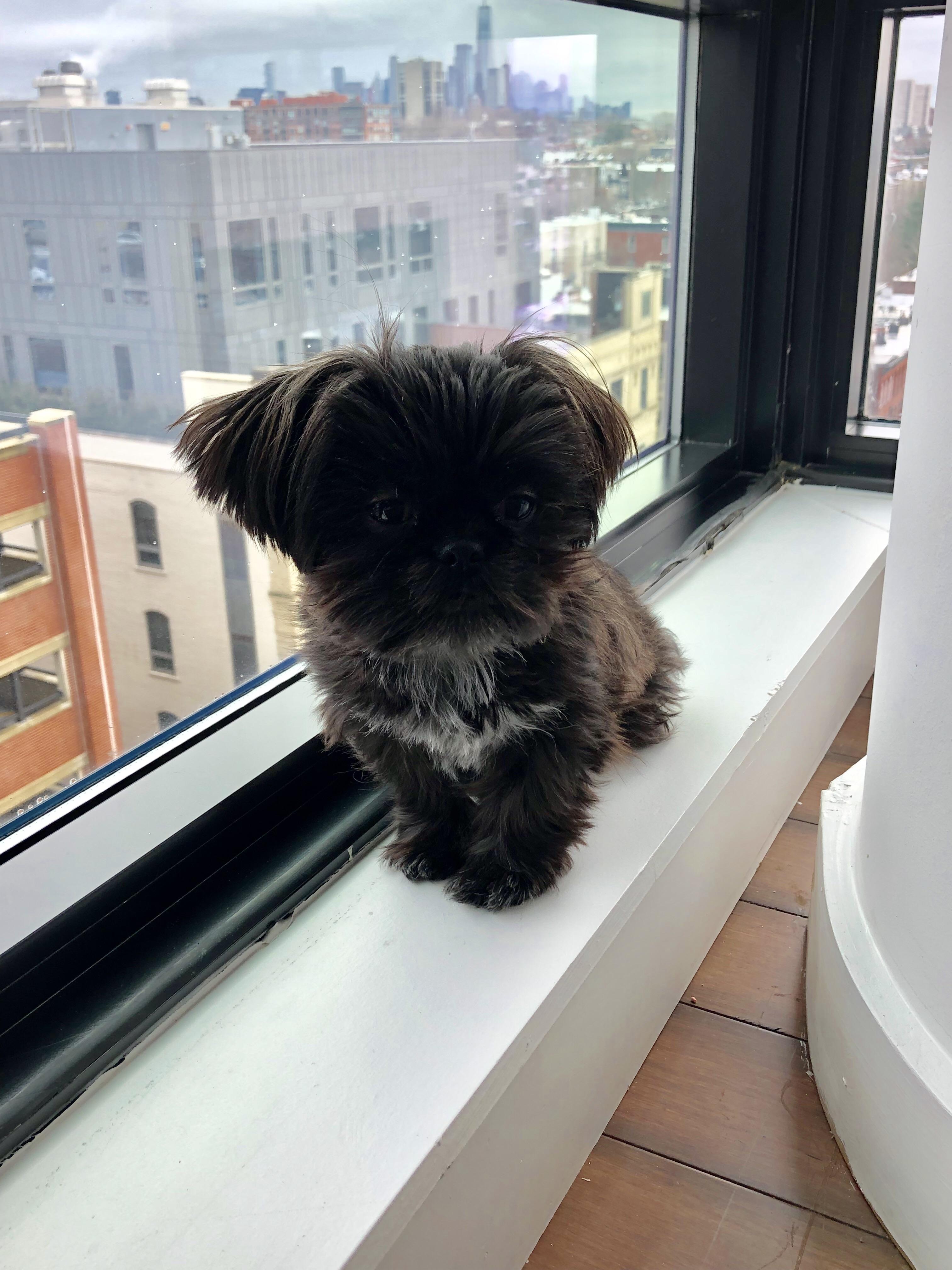 Little pupper, big world. | Scrolller