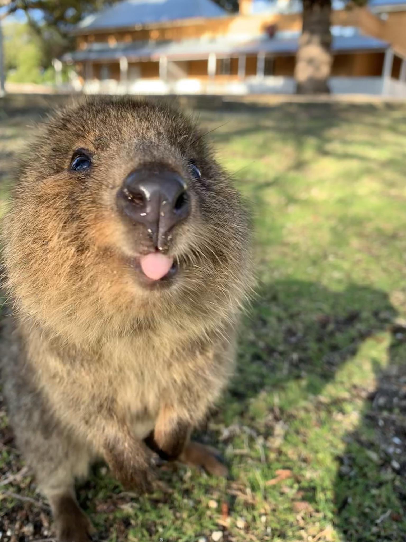 Little Quokka Mlem ️ | Scrolller