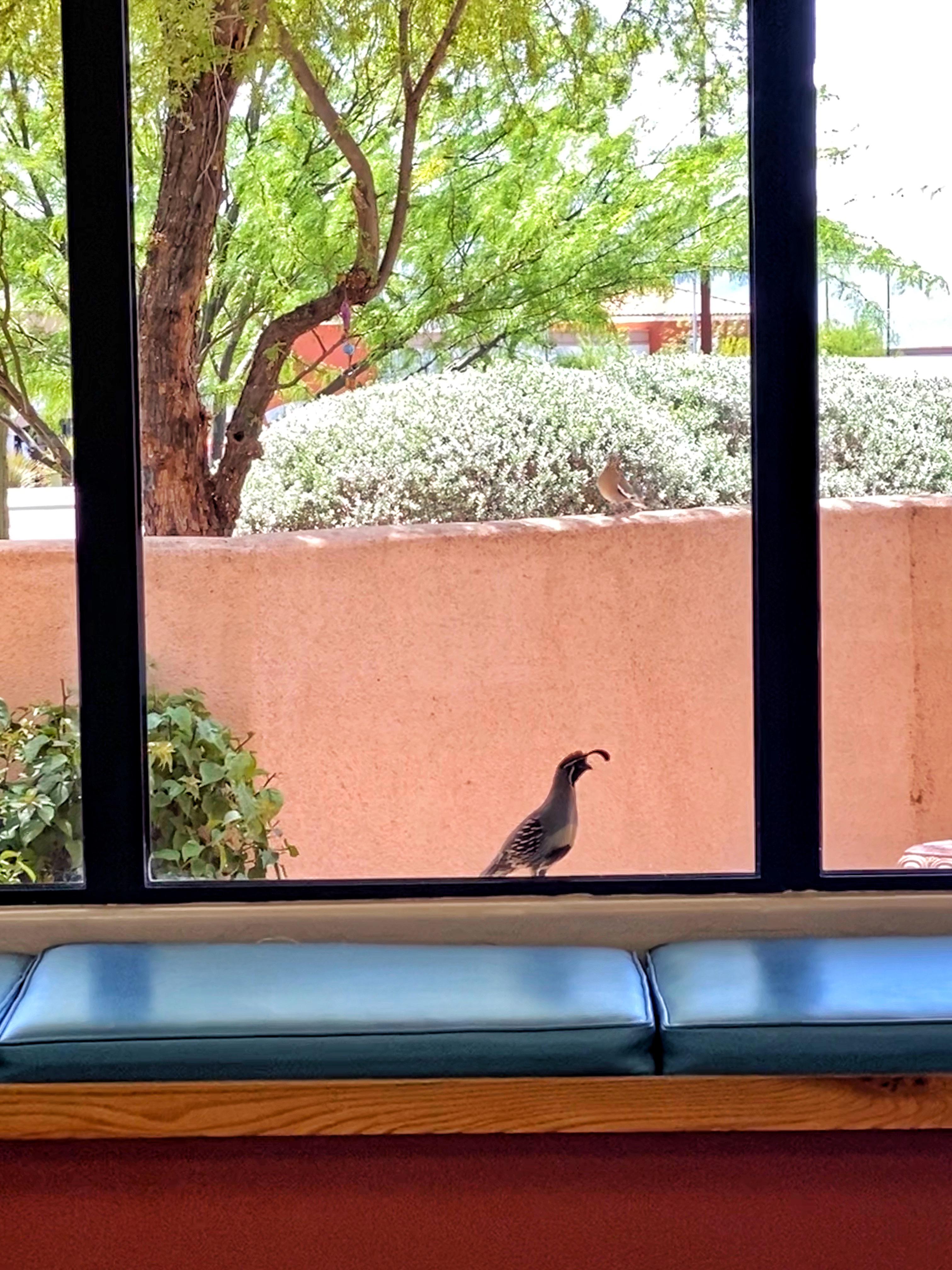 Little visitor at my work, they always give me the urge to flick their little head dangly bob ...