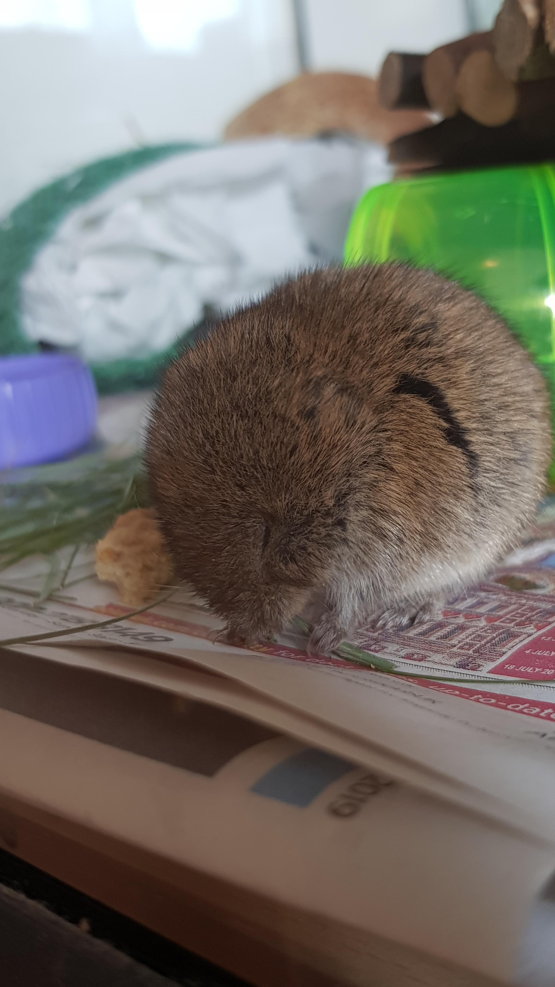 Little vole enjoying some grass | Scrolller