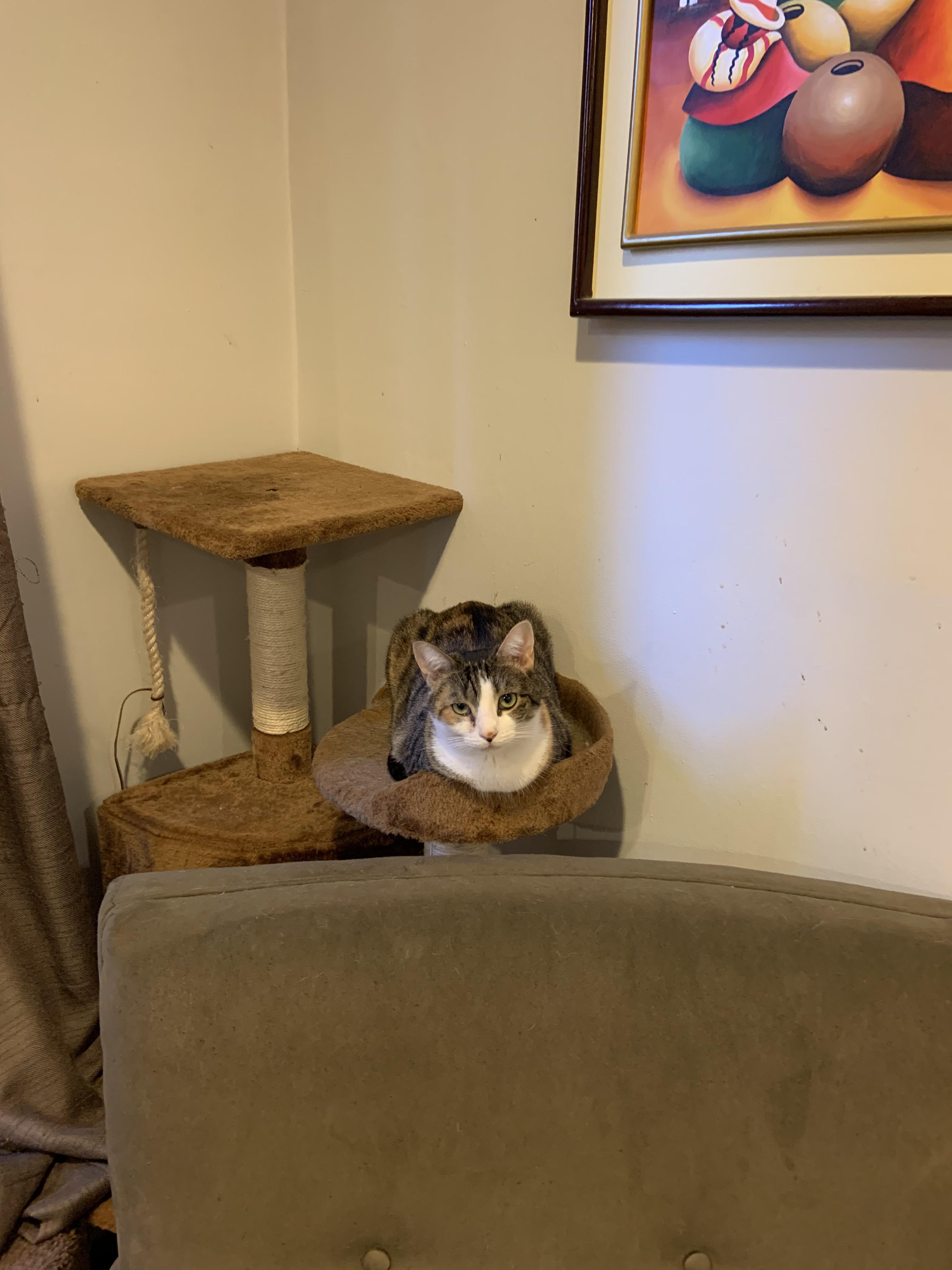 Loaf. Neck | Scrolller