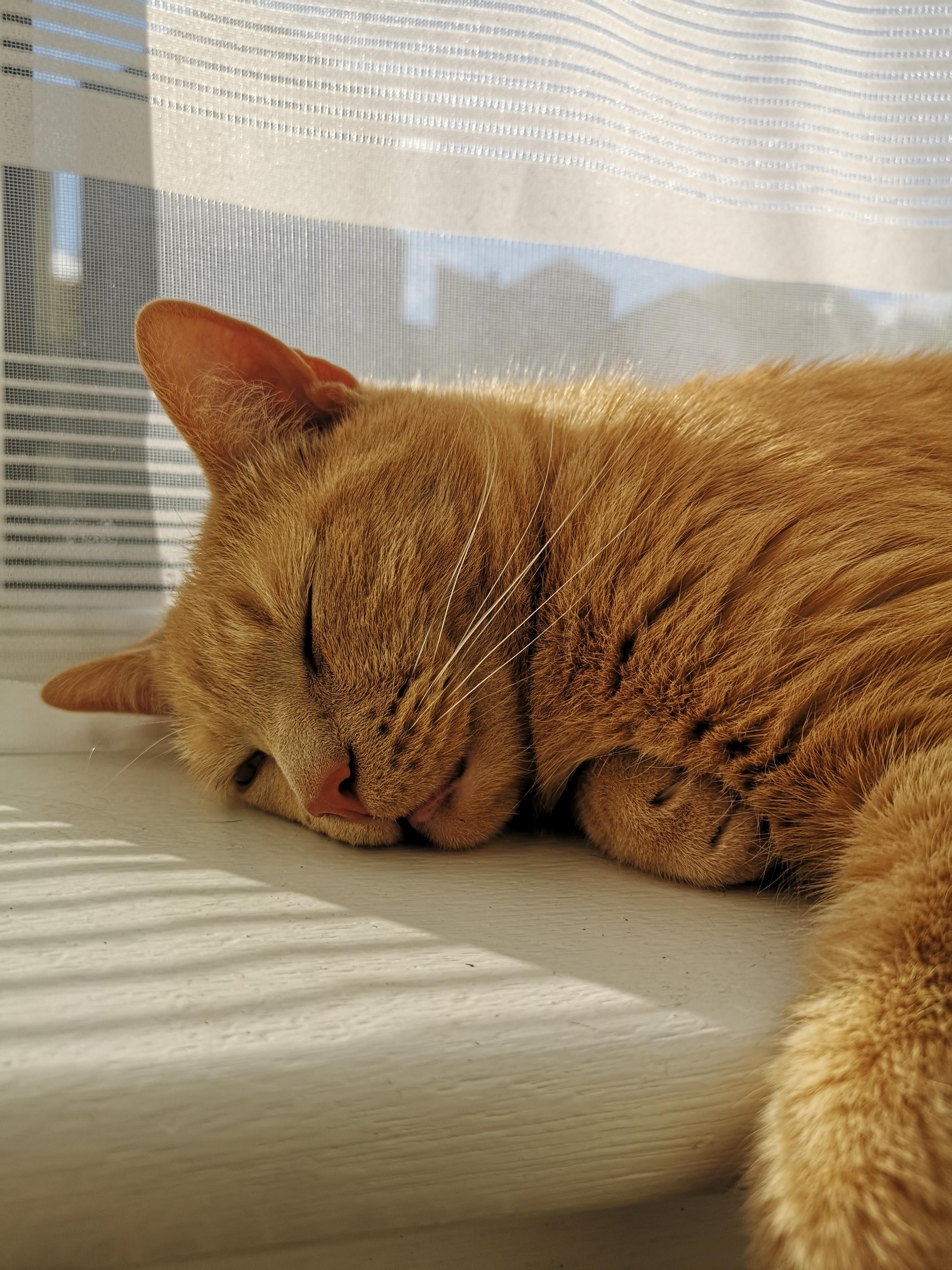 Lockdown is clearly hitting him hard | Scrolller