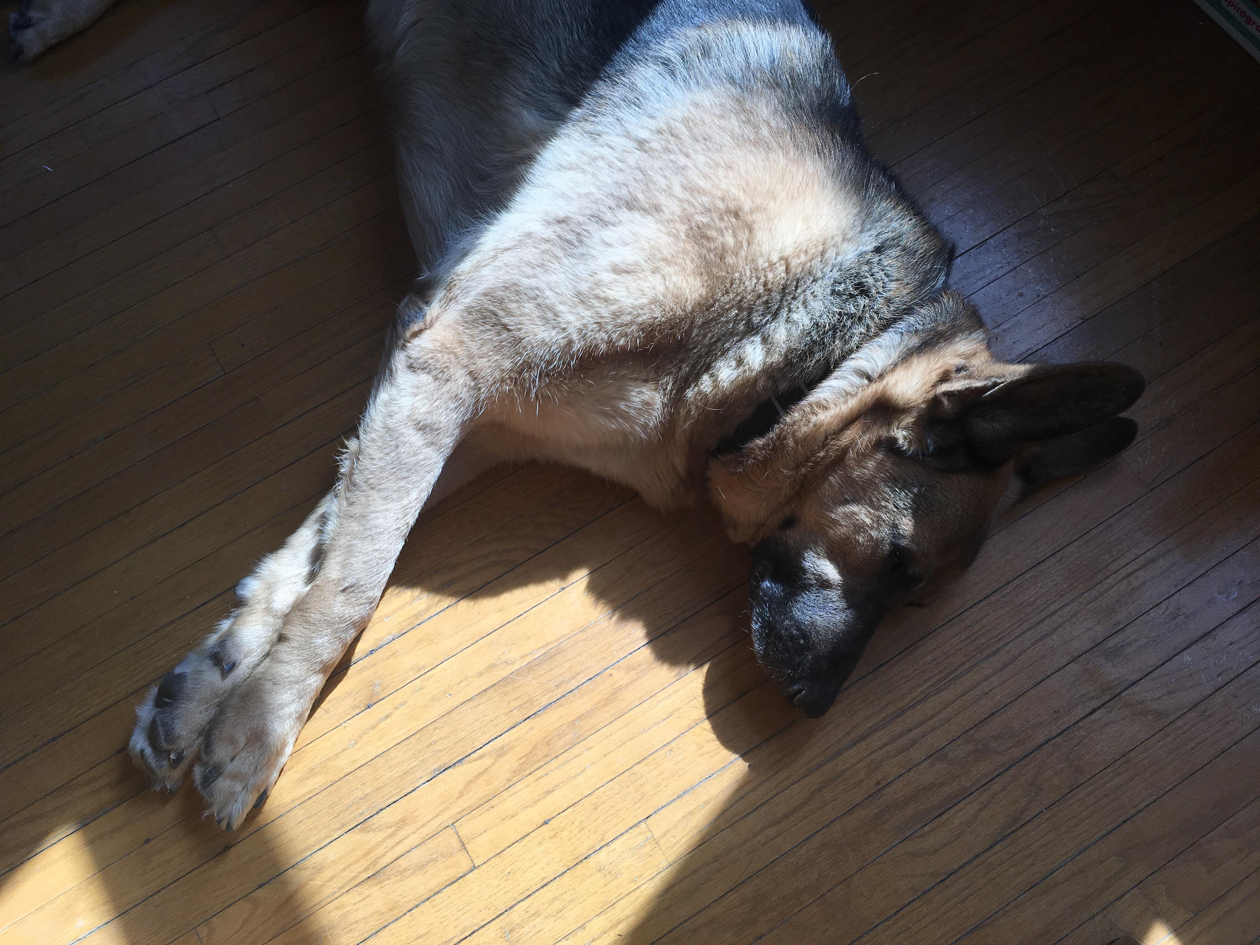 Loki - soaking up some sun. | Scrolller